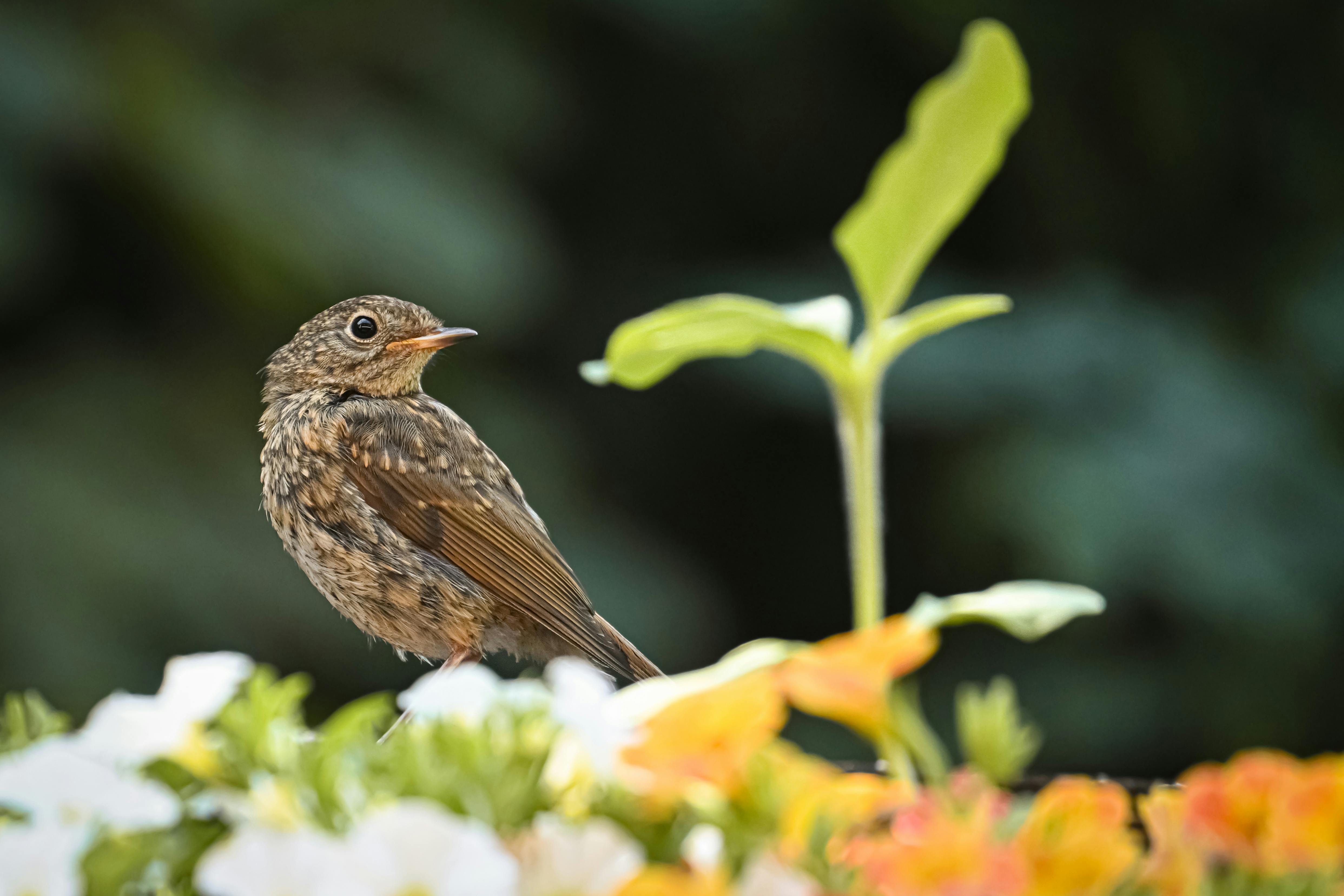 World Wildlife Foundation Mission Statement Explained