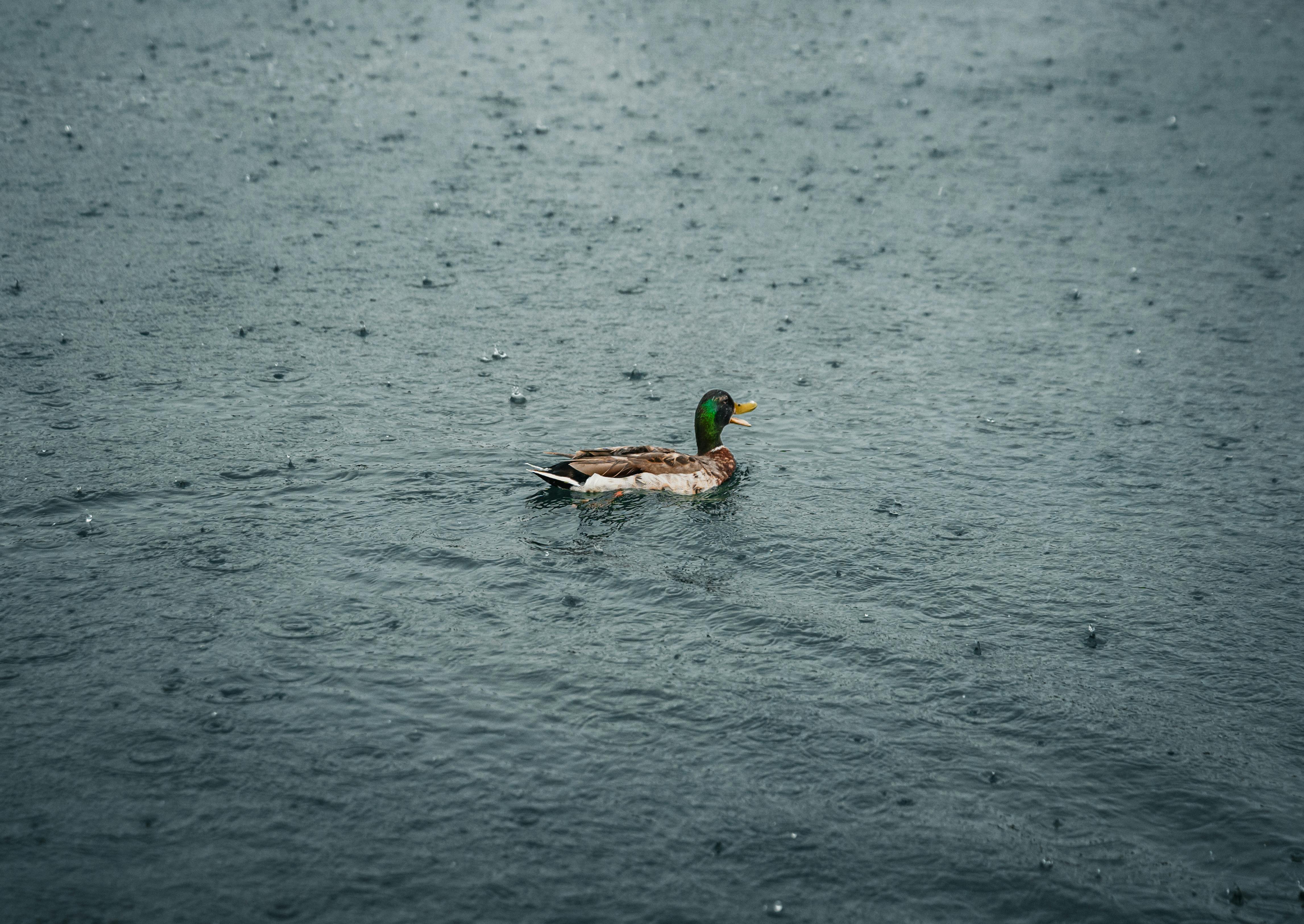 Duck+Pfp Photos, Download The BEST Free Duck+Pfp Stock Photos & HD Images