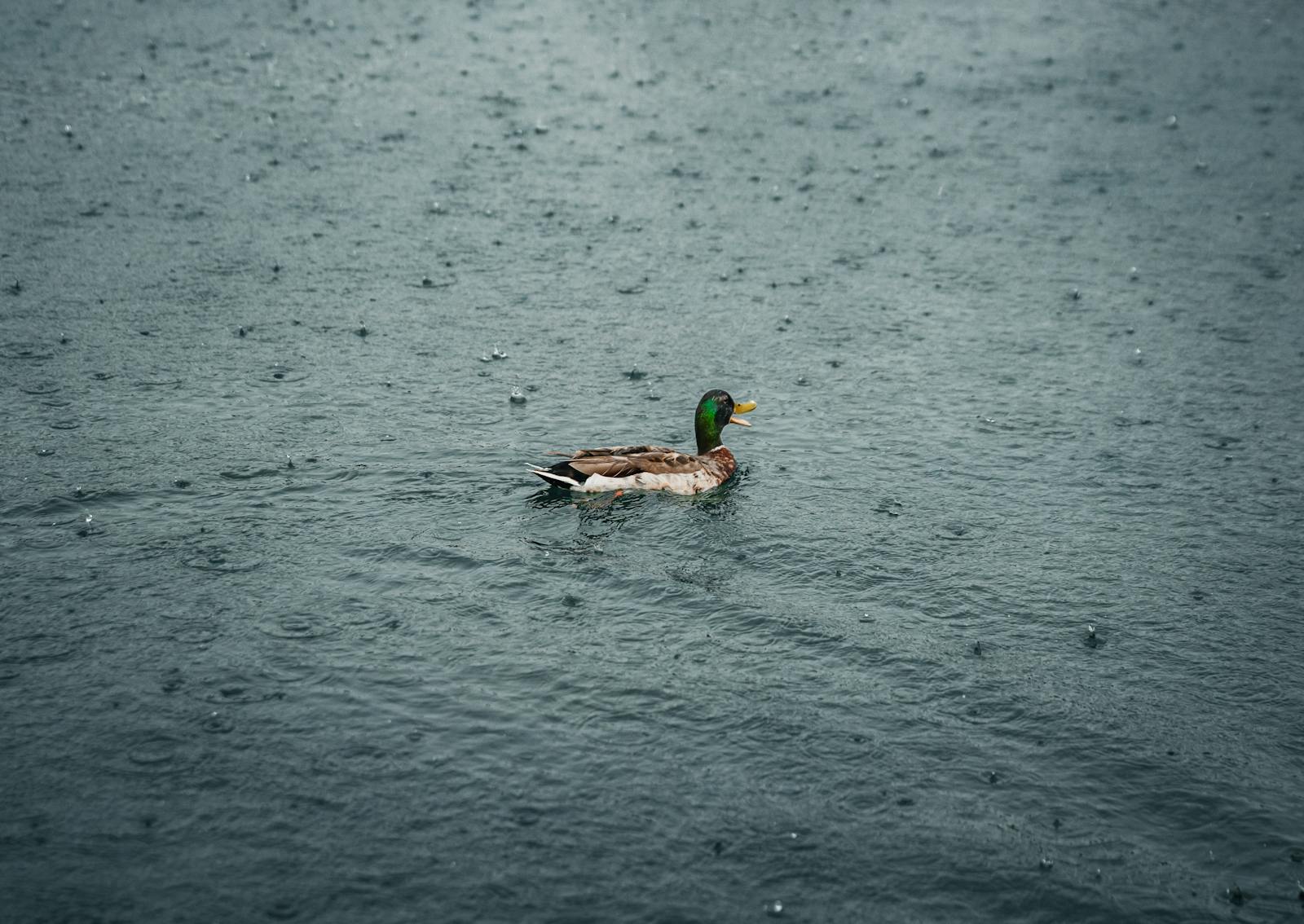 Duck+Pfp Photos, Download The BEST Free Duck+Pfp Stock Photos & HD Images