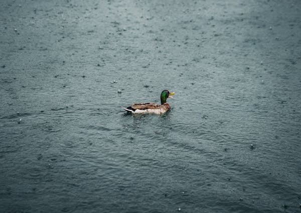 Pixabay Free Images Photos, Download The BEST Free Pixabay Free Images ...