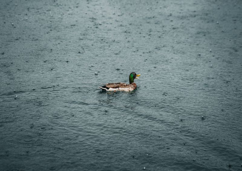 Duck+Pfp Photos, Download The BEST Free Duck+Pfp Stock Photos & HD Images