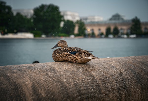 Pixabay Free Images Photos, Download The BEST Free Pixabay Free Images ...