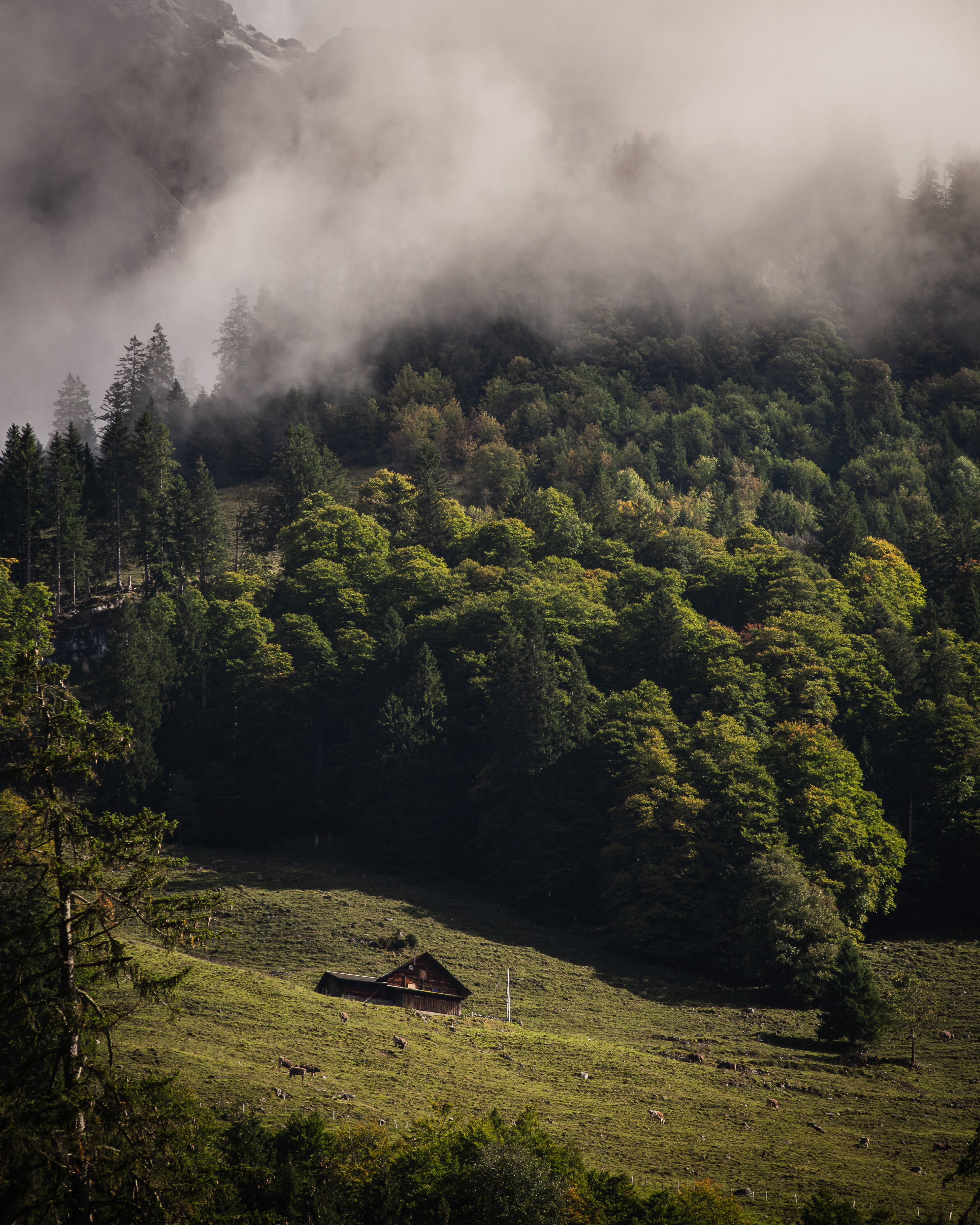 Foggy Alpine Forest in Swiss Countryside · Free Stock Photo