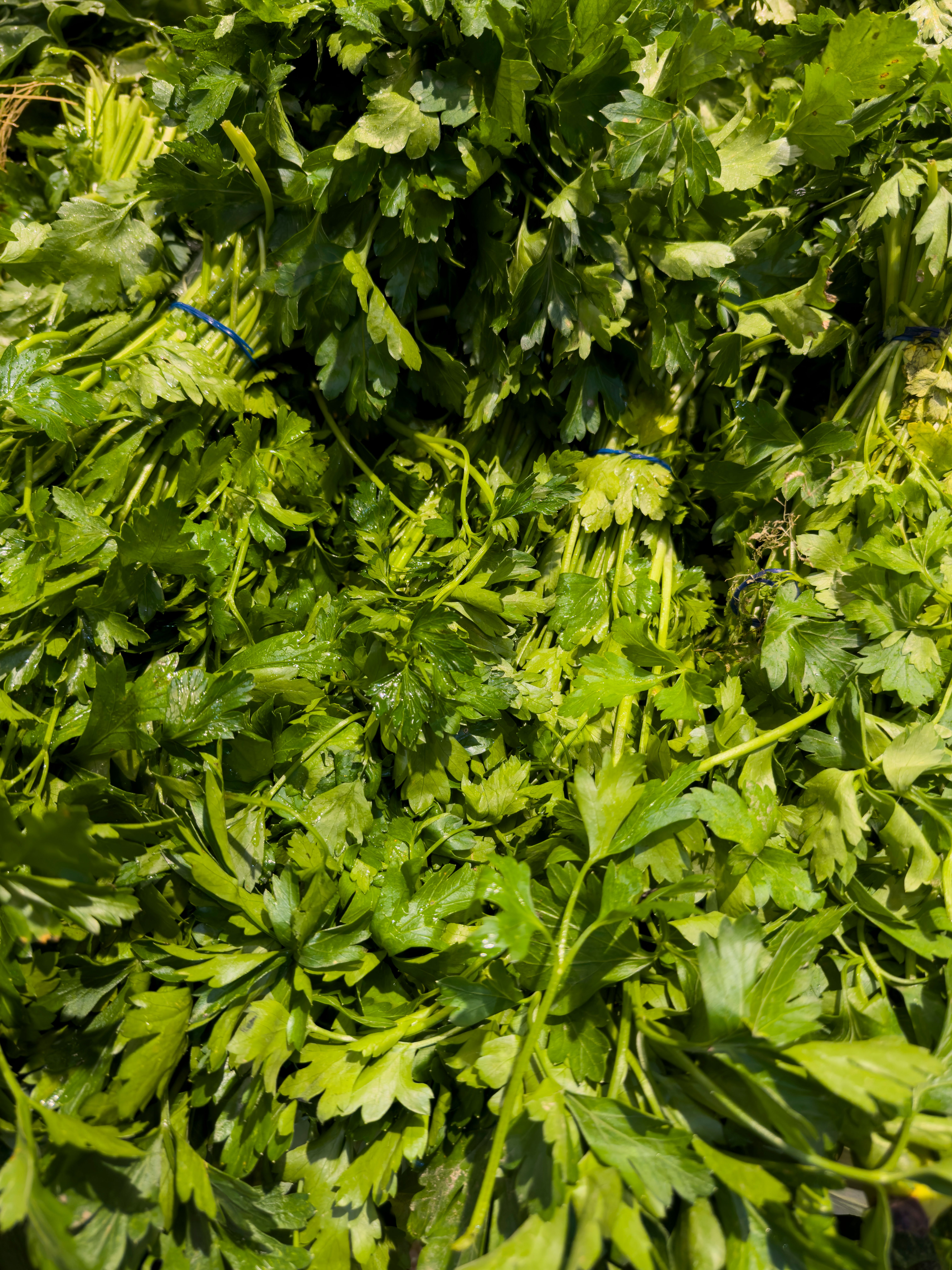 Spice Routes Photos, Download The BEST Free Spice Routes Stock Photos ...
