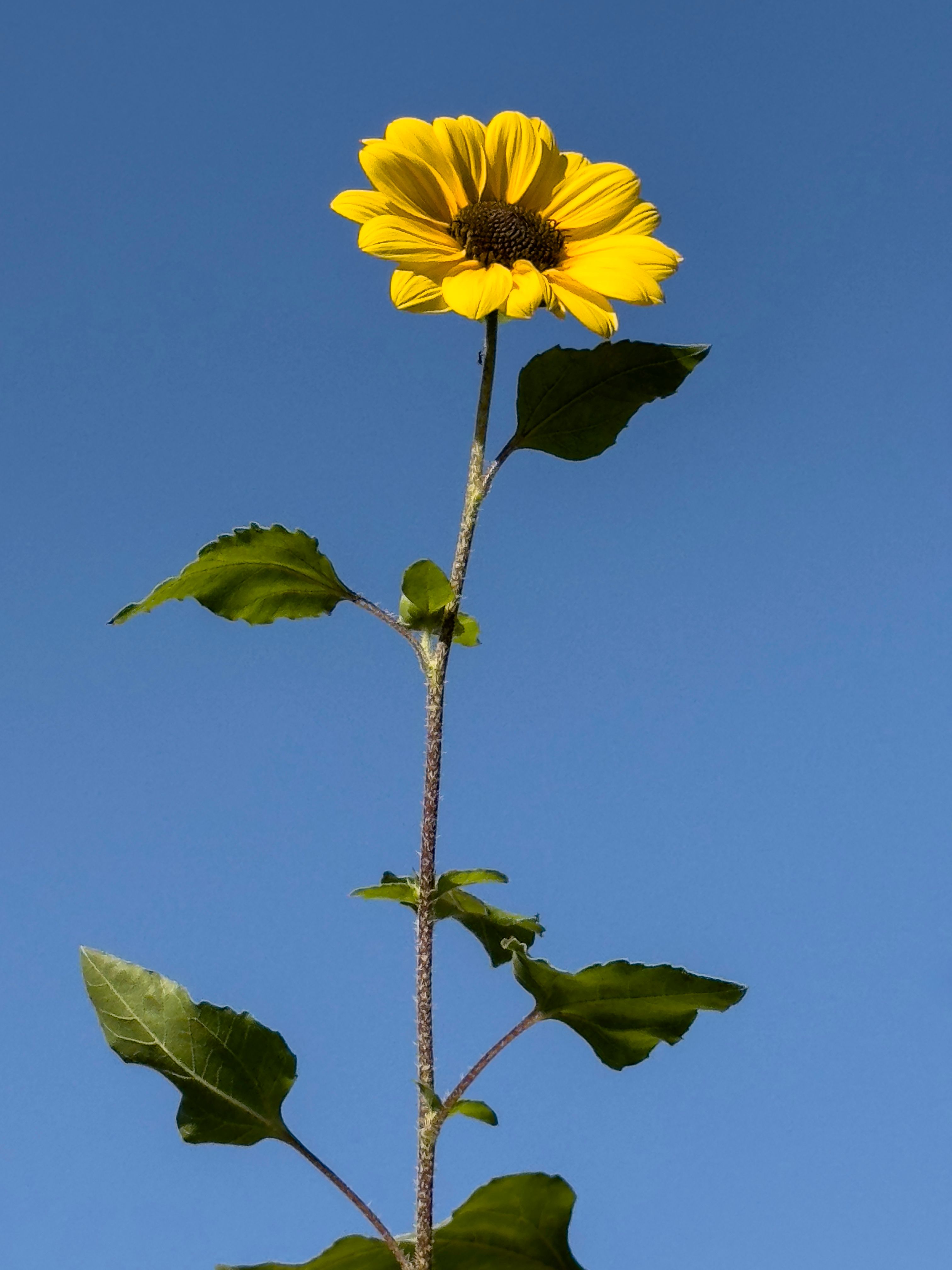 Tall Photos, Download The BEST Free Tall Stock Photos & HD Images