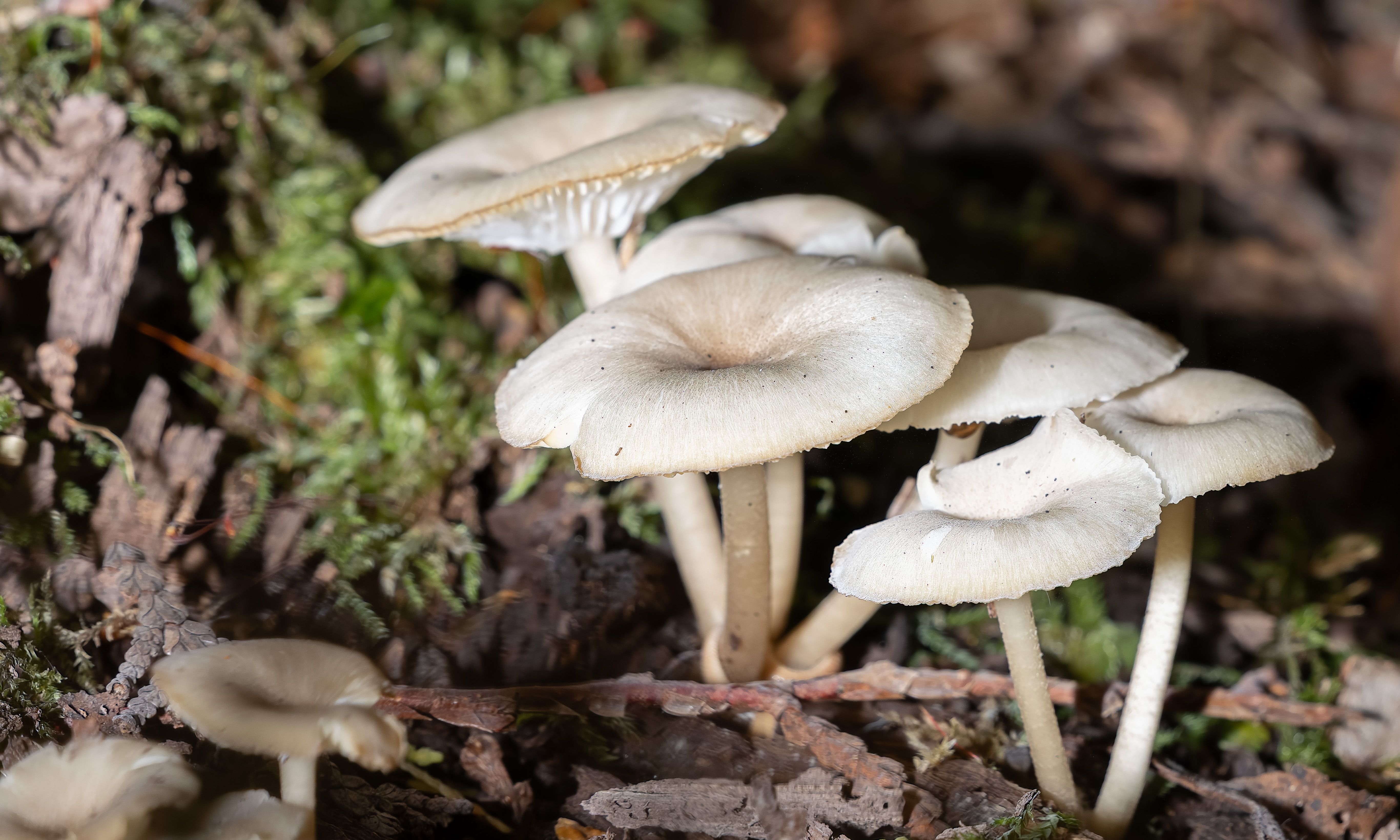 Close Up Photo of Mushroom during Daytime · Free Stock Photo