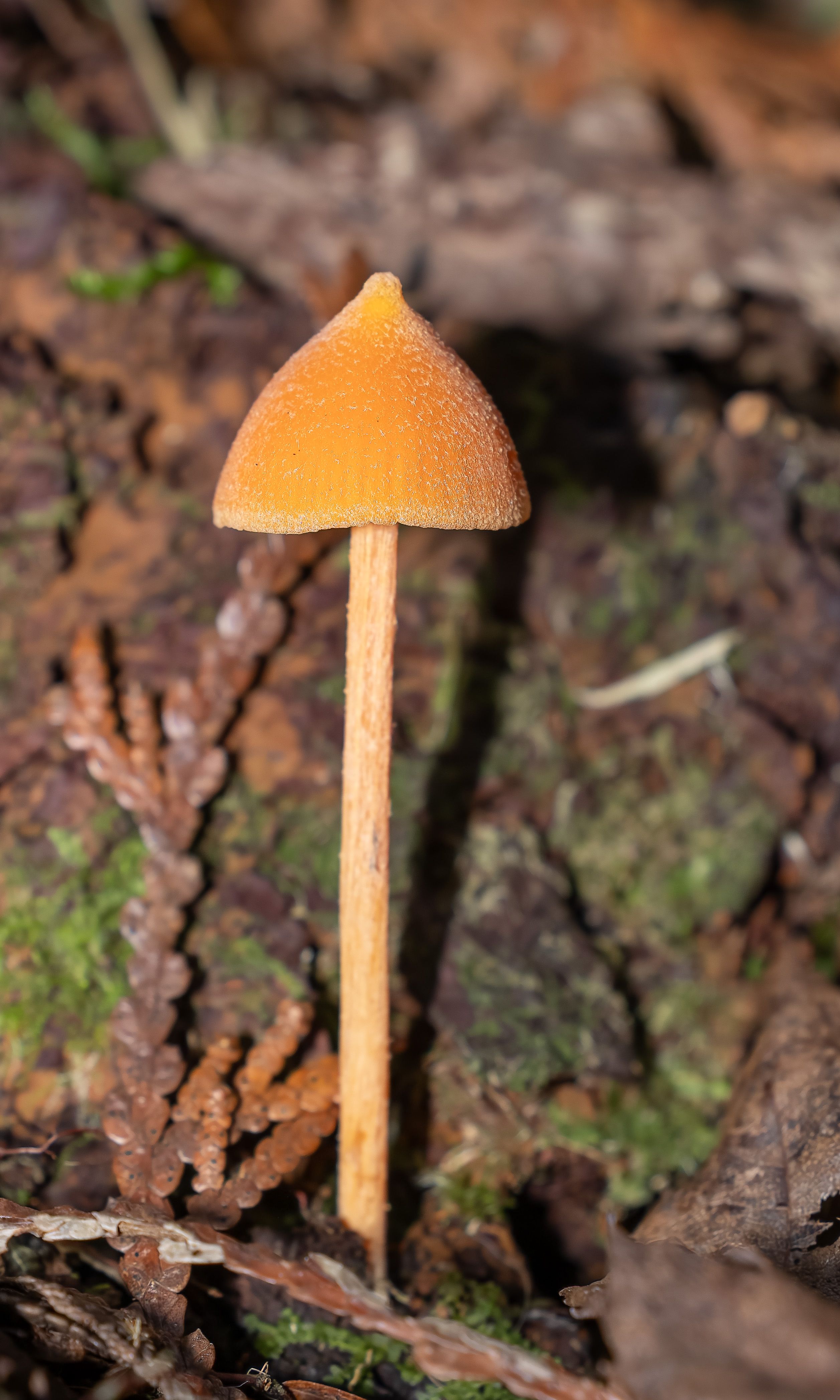Tiny Orange Mushroom