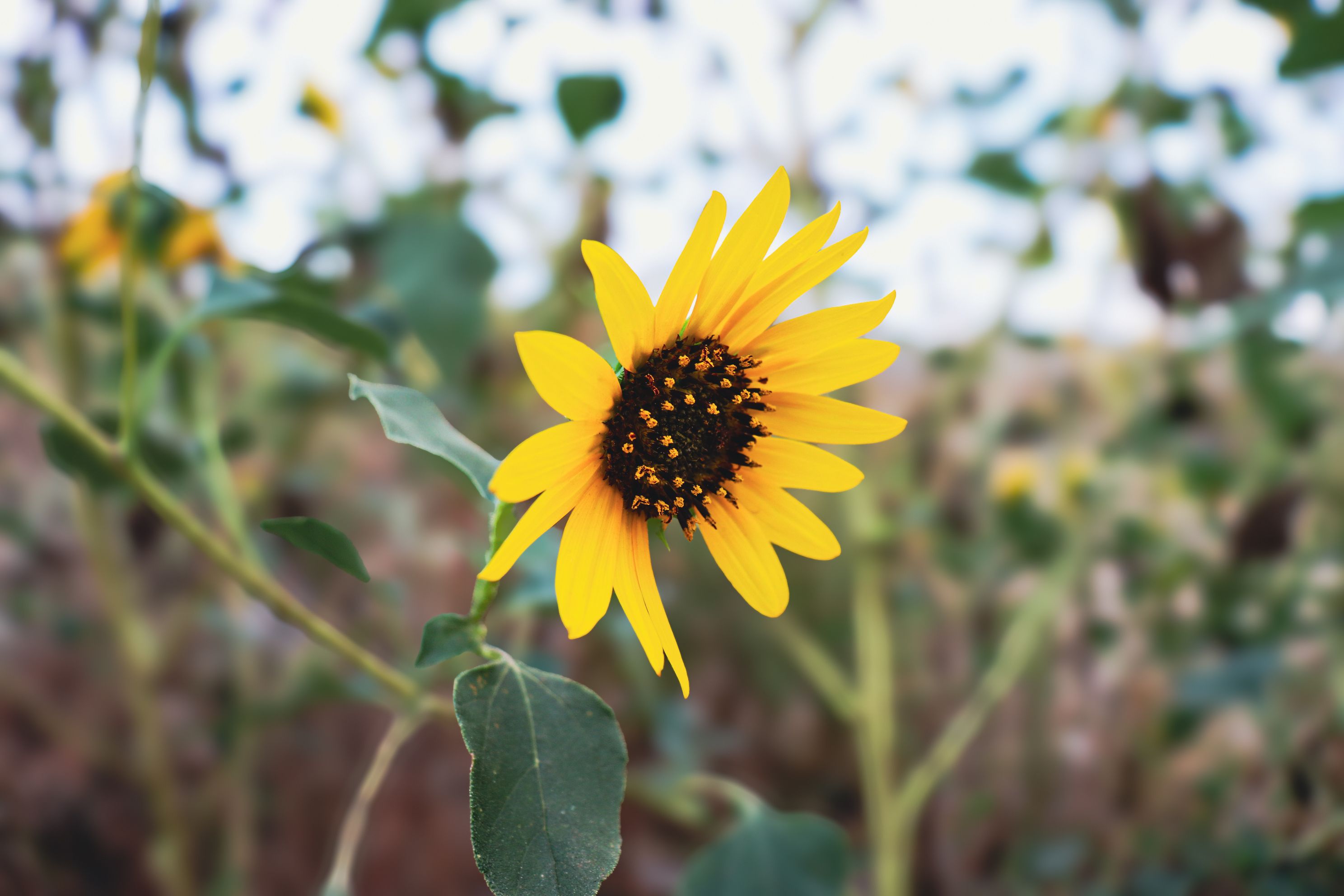 Close-up of a Sunflower Blooming in Texas Field · Free Stock Photo