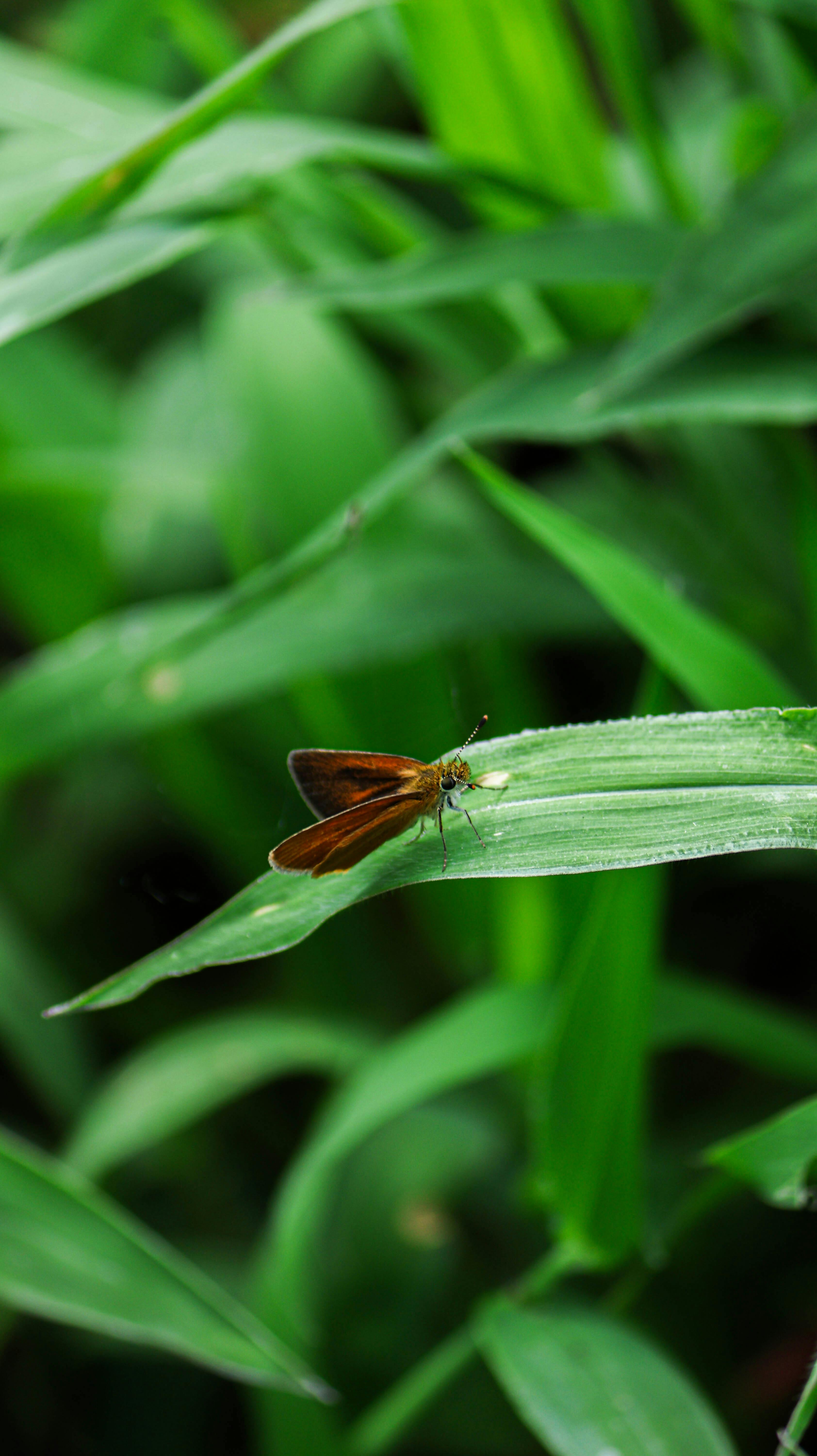 Mariposa Naranja · Foto de stock gratuita
