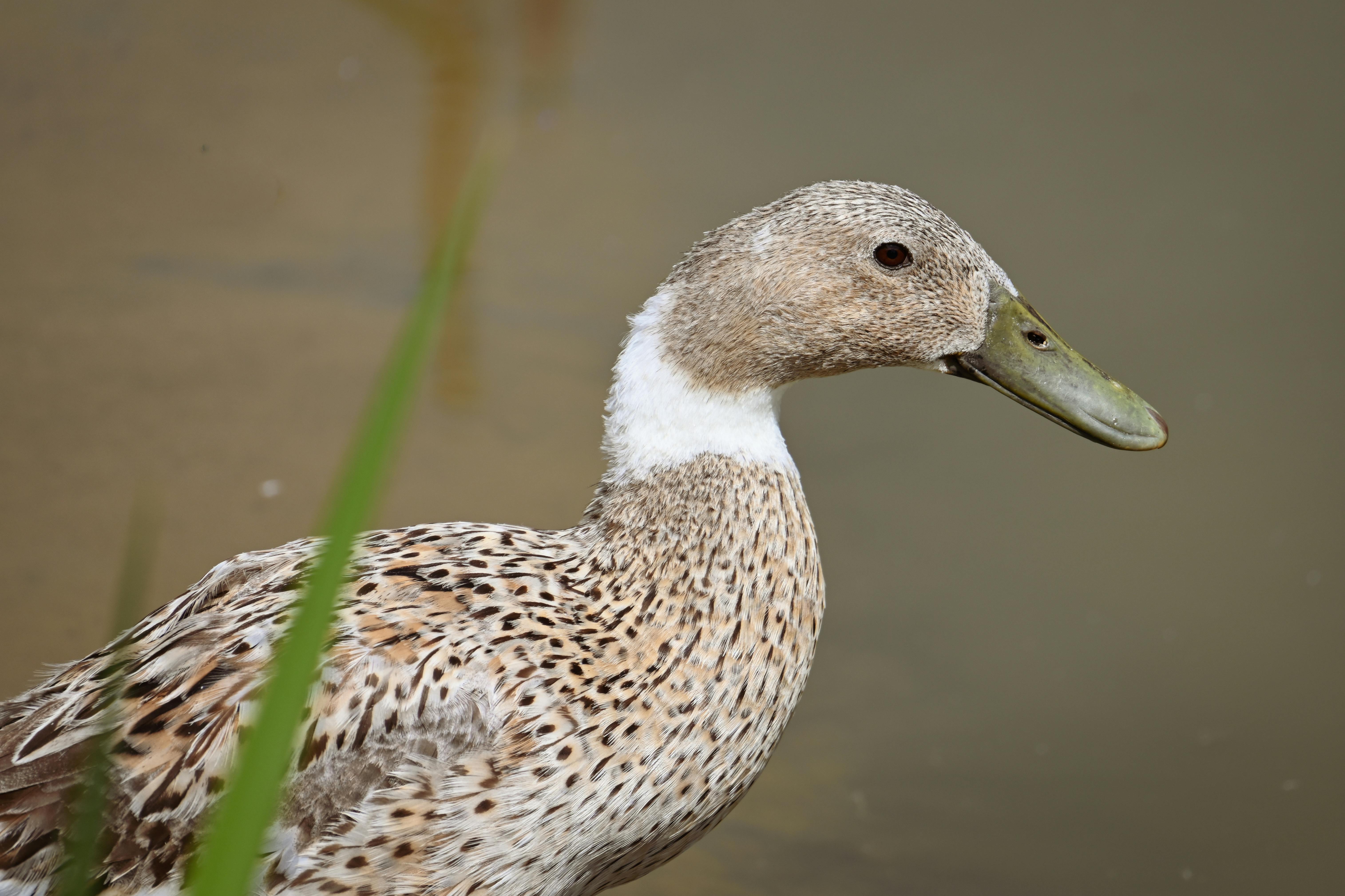 Duck+Pfp Photos, Download The BEST Free Duck+Pfp Stock Photos & HD Images