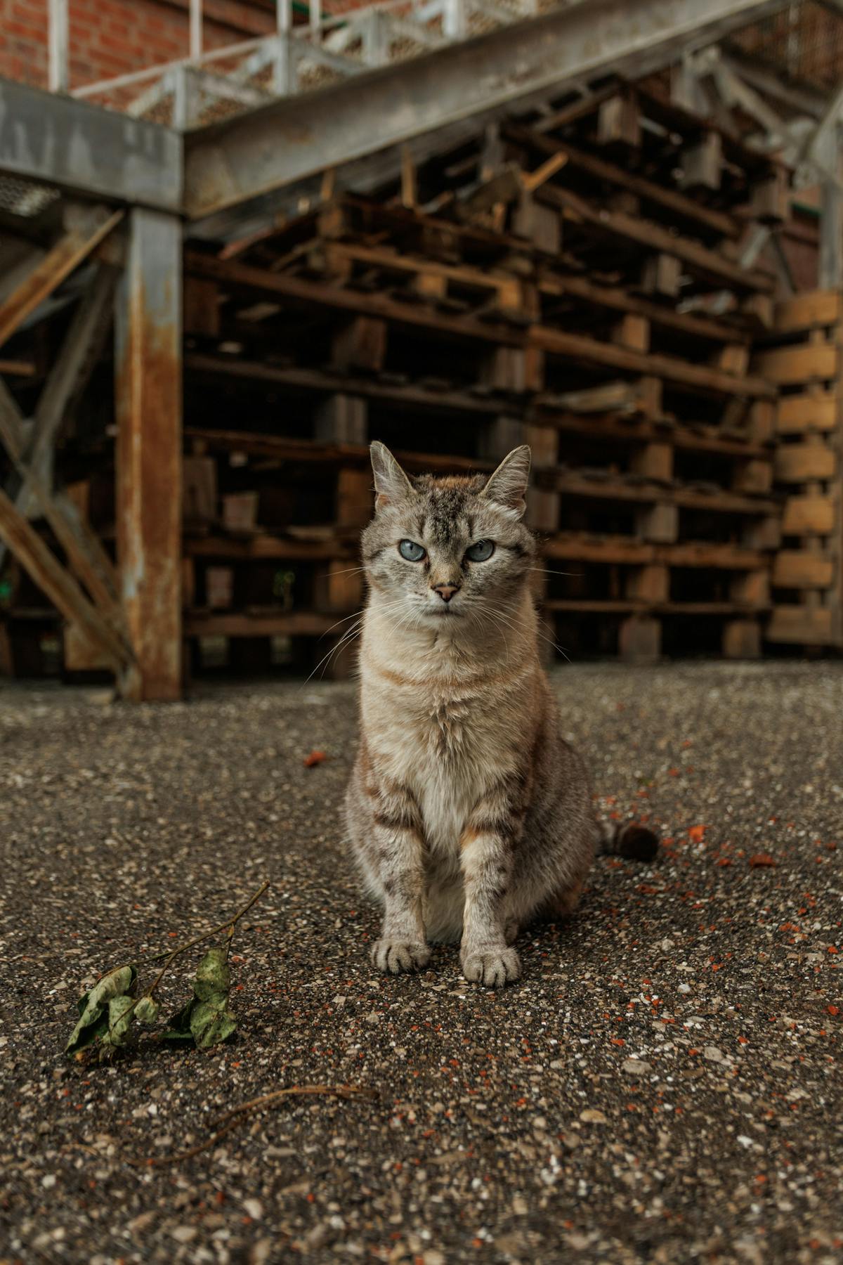 Shocked Cat Photos, Download The BEST Free Shocked Cat Stock Photos ...