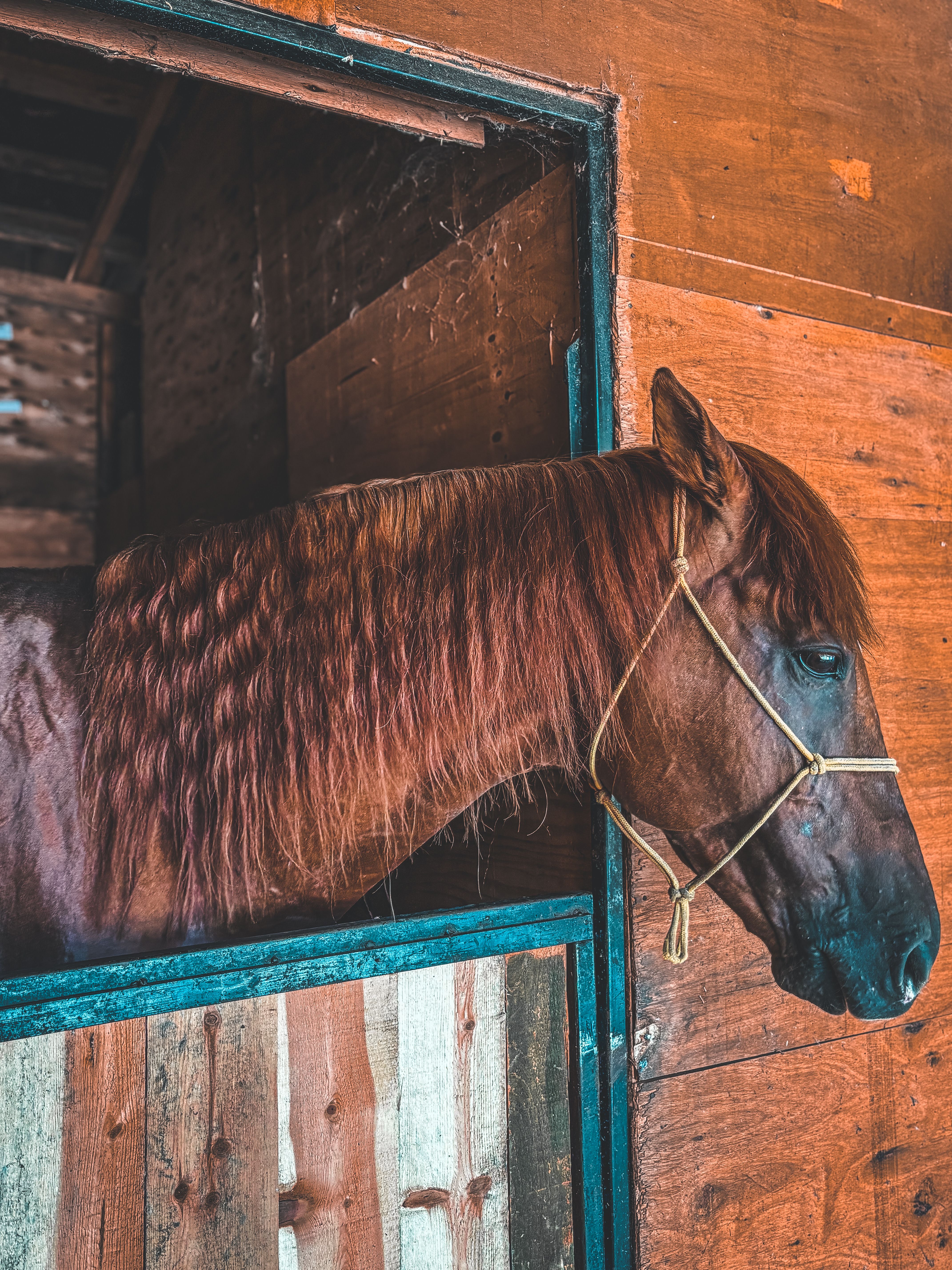 Chestnut Horse in Stable with Rustic Wooden Walls · Free Stock Photo