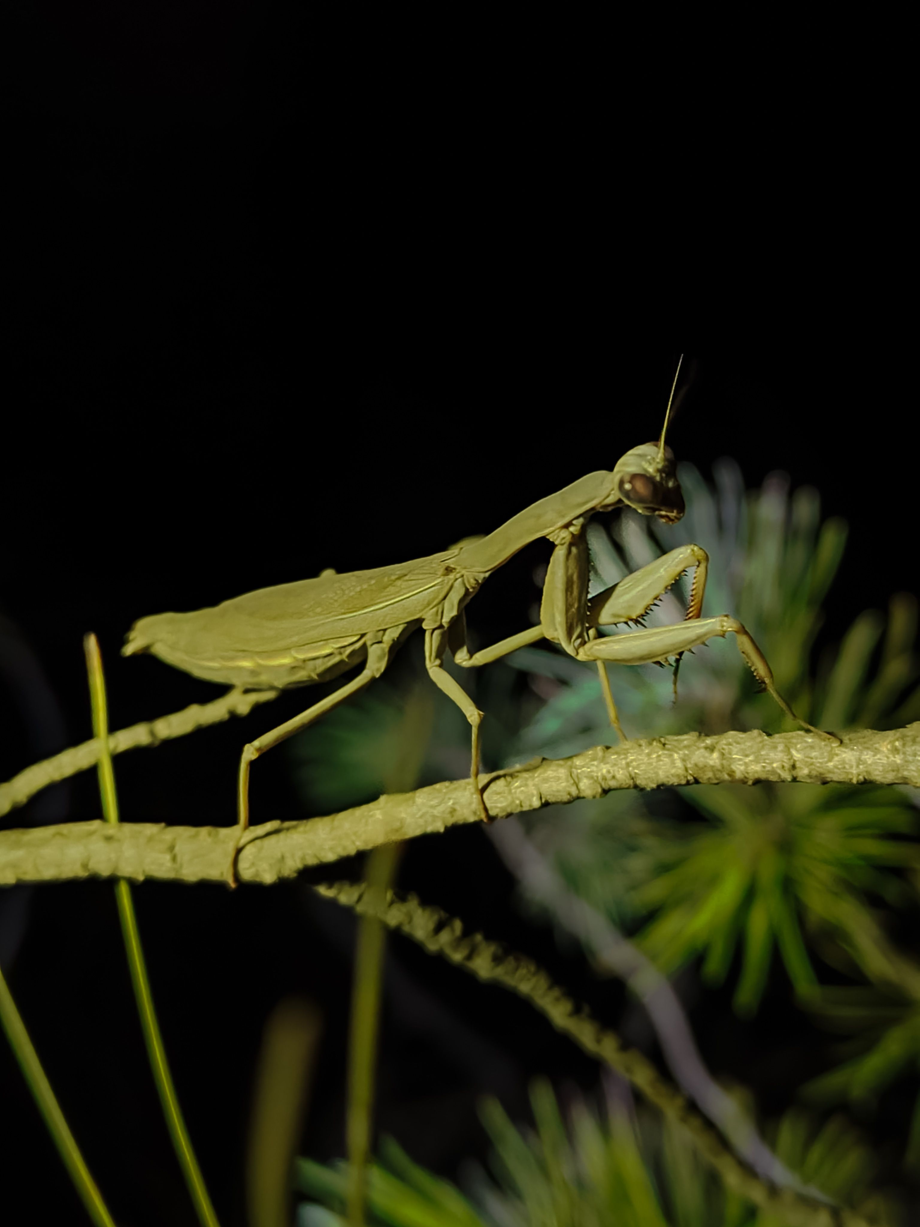 Praying Mantis on Branch at Night in Tiaret · Free Stock Photo