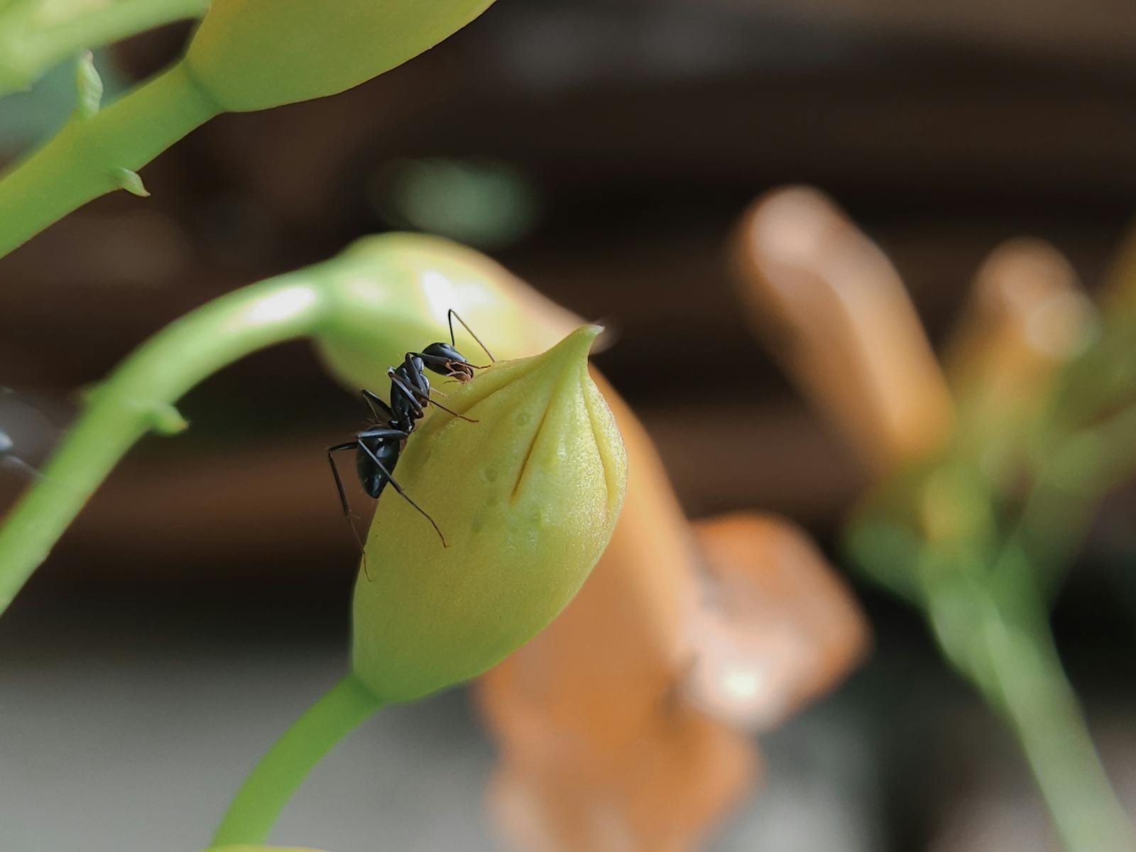 Ant Cartoon Images Photos, Download The BEST Free Ant Cartoon Images ...