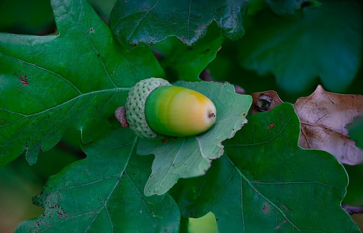 Acorn Photos, Download The BEST Free Acorn Stock Photos & HD Images