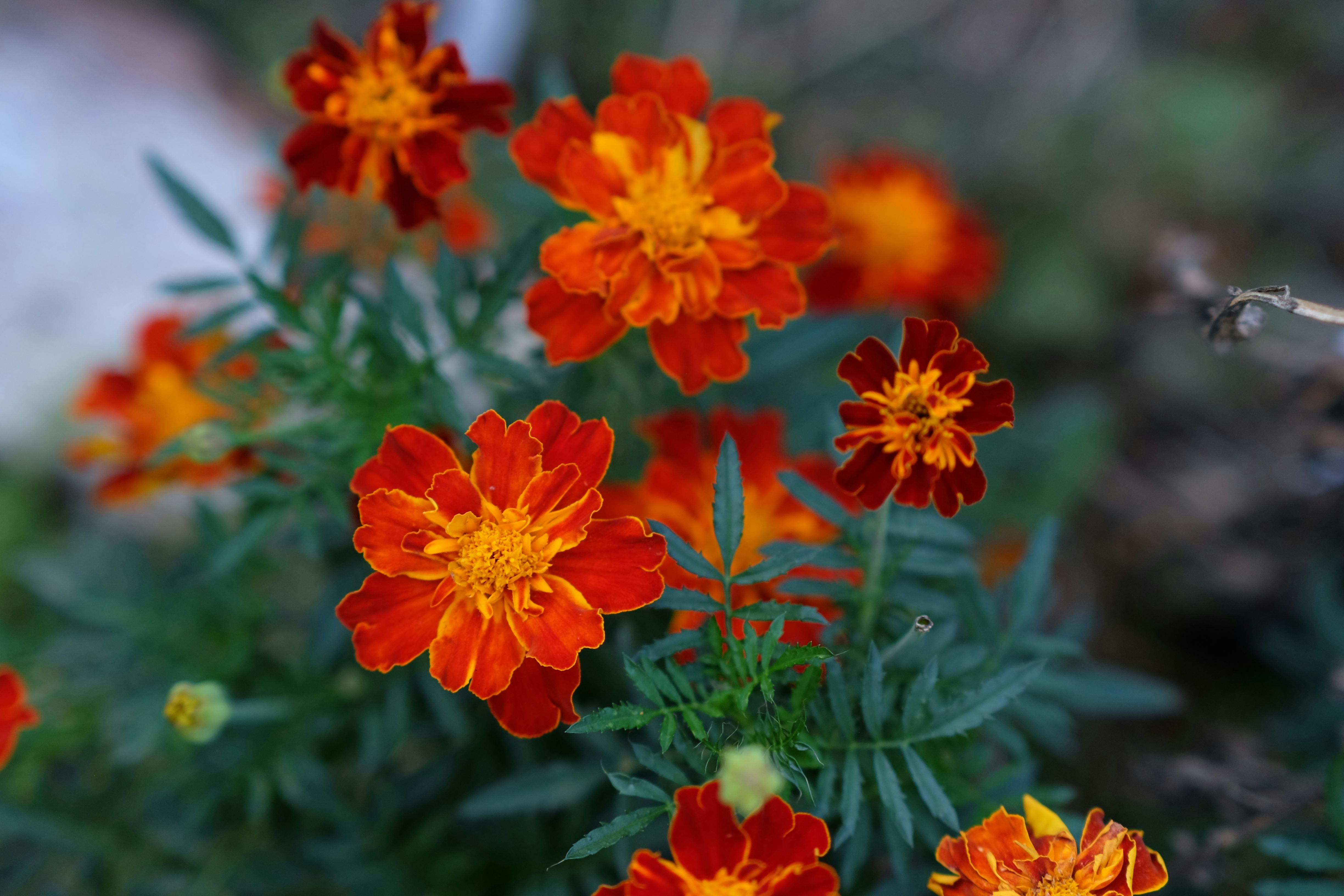 Gulab Flower Background Photos, Download The BEST Free Gulab Flower ...