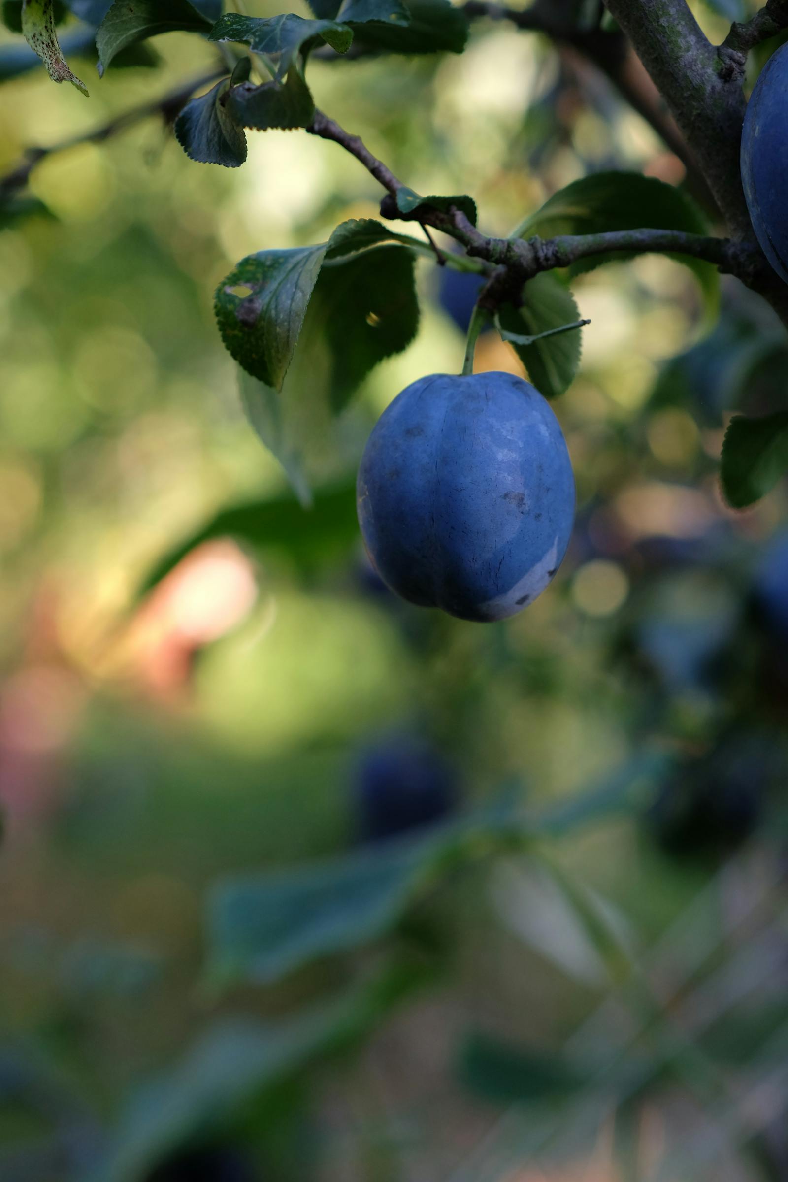 Plum Photos, Download The BEST Free Plum Stock Photos & HD Images