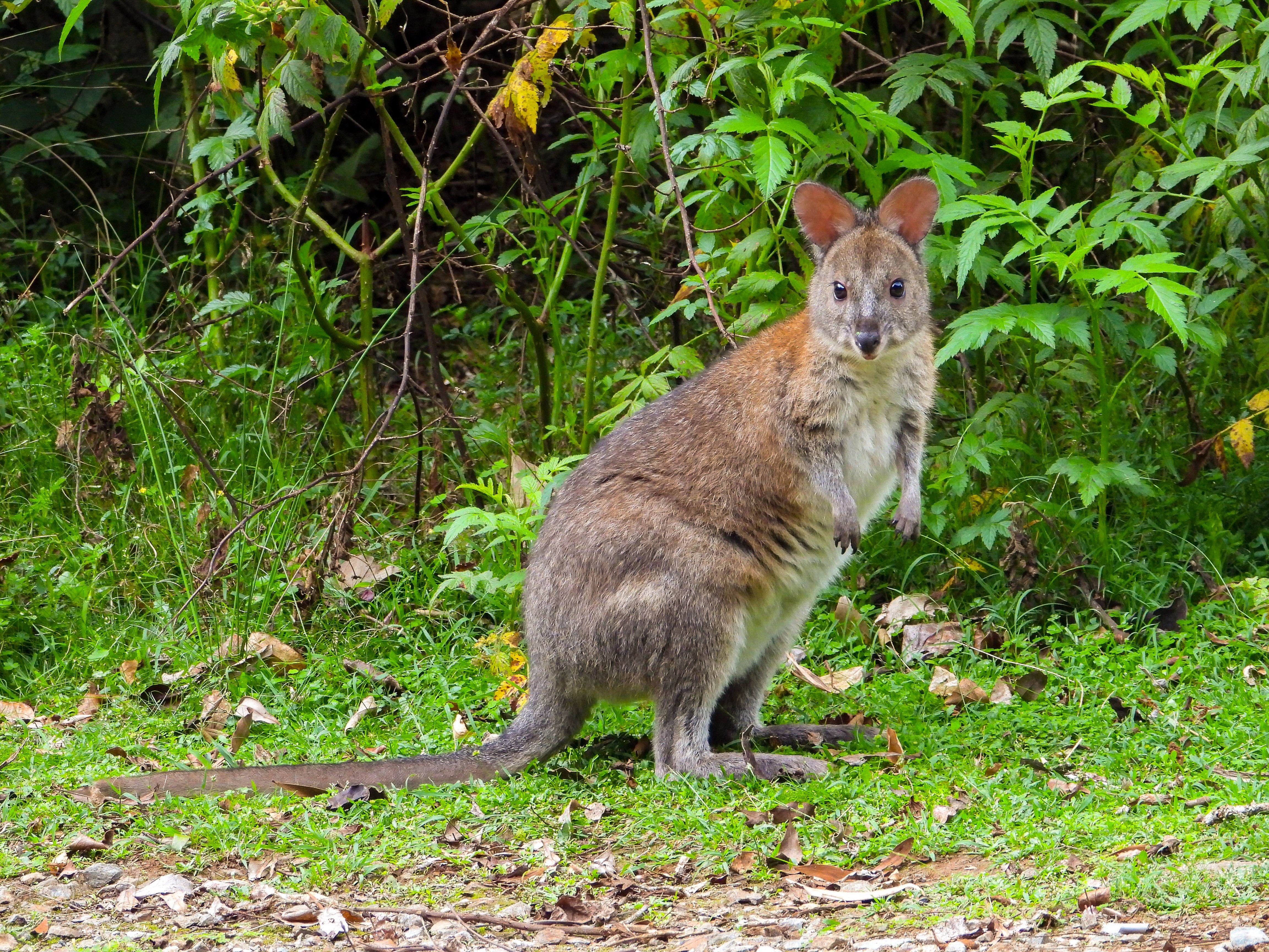 Red Necked Pademelon Photos, Download The BEST Free Red Necked ...