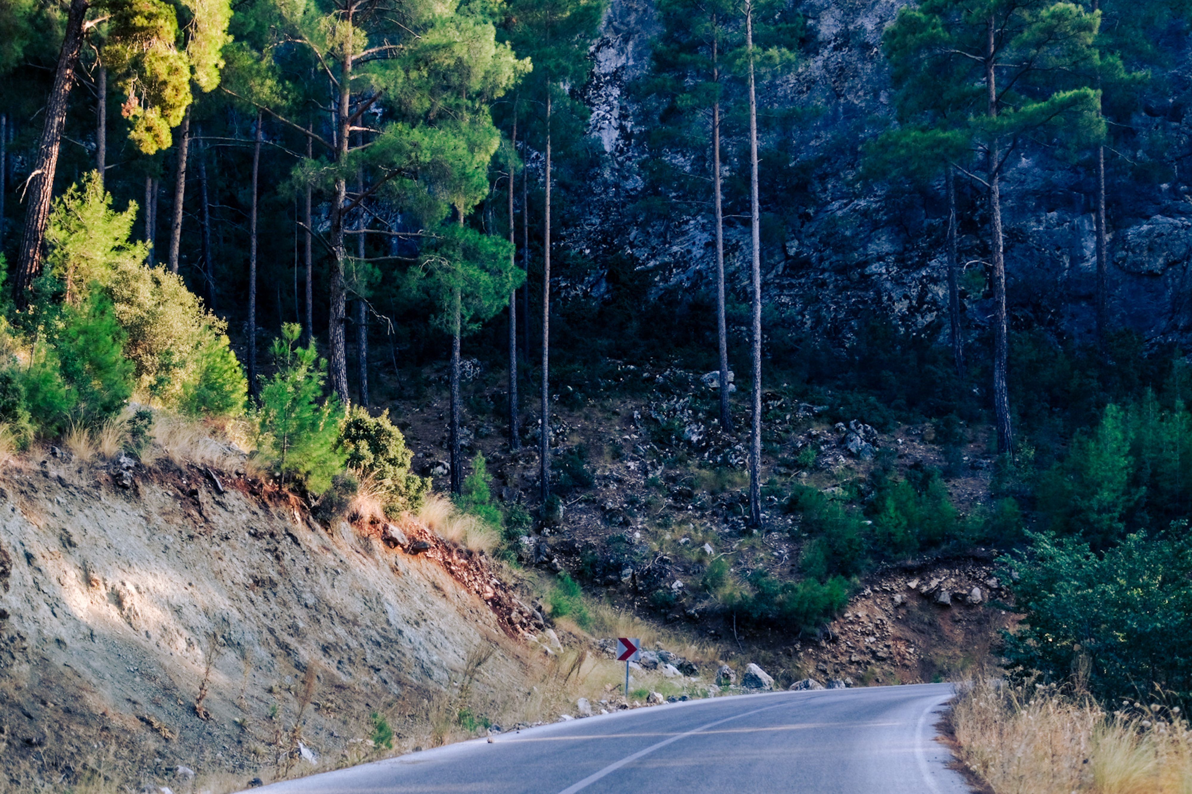Scenic Forest Road in Çandır, Türkiye · Free Stock Photo