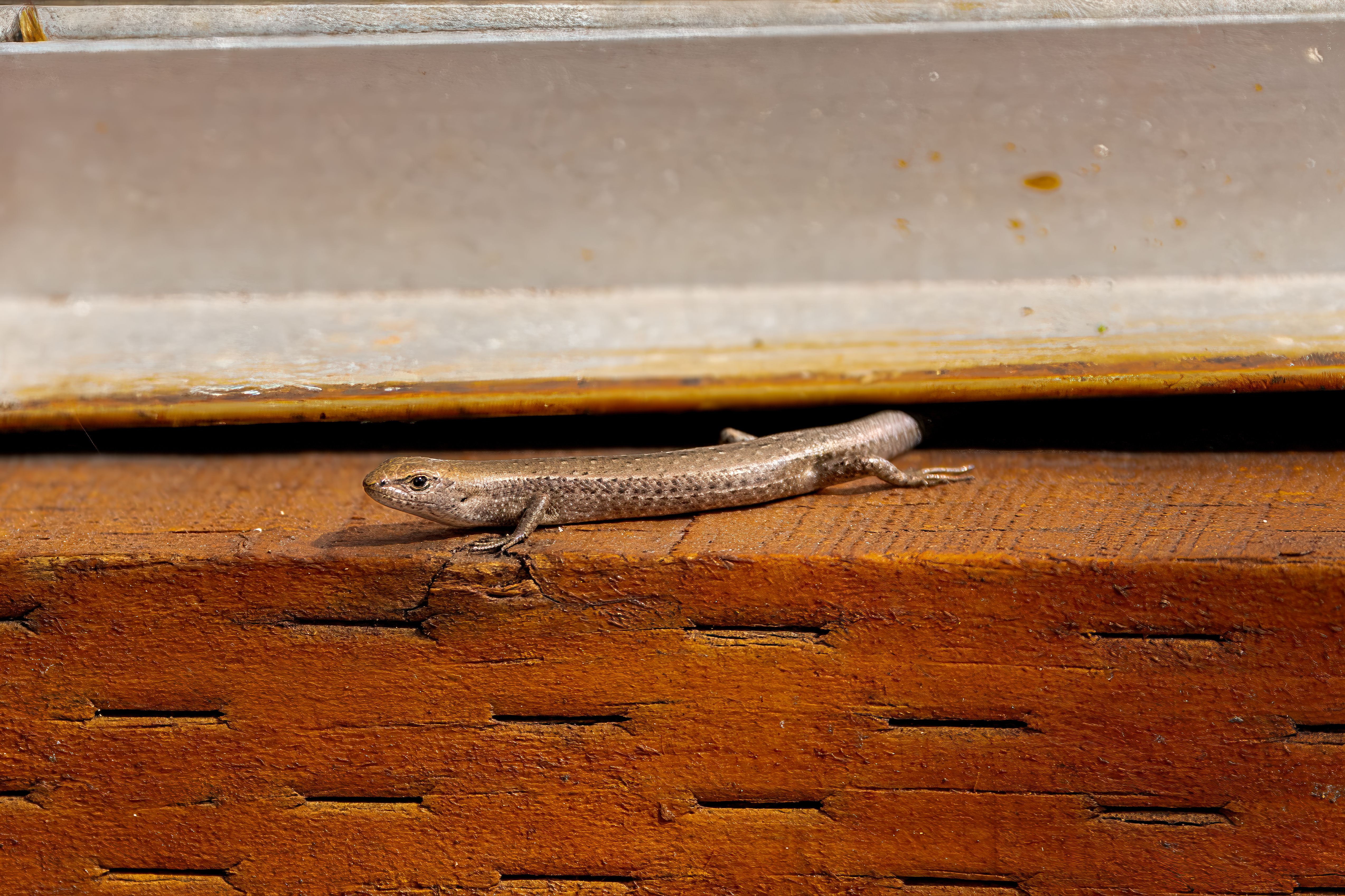 Small Skink on Wooden Surface in Australia · Free Stock Photo