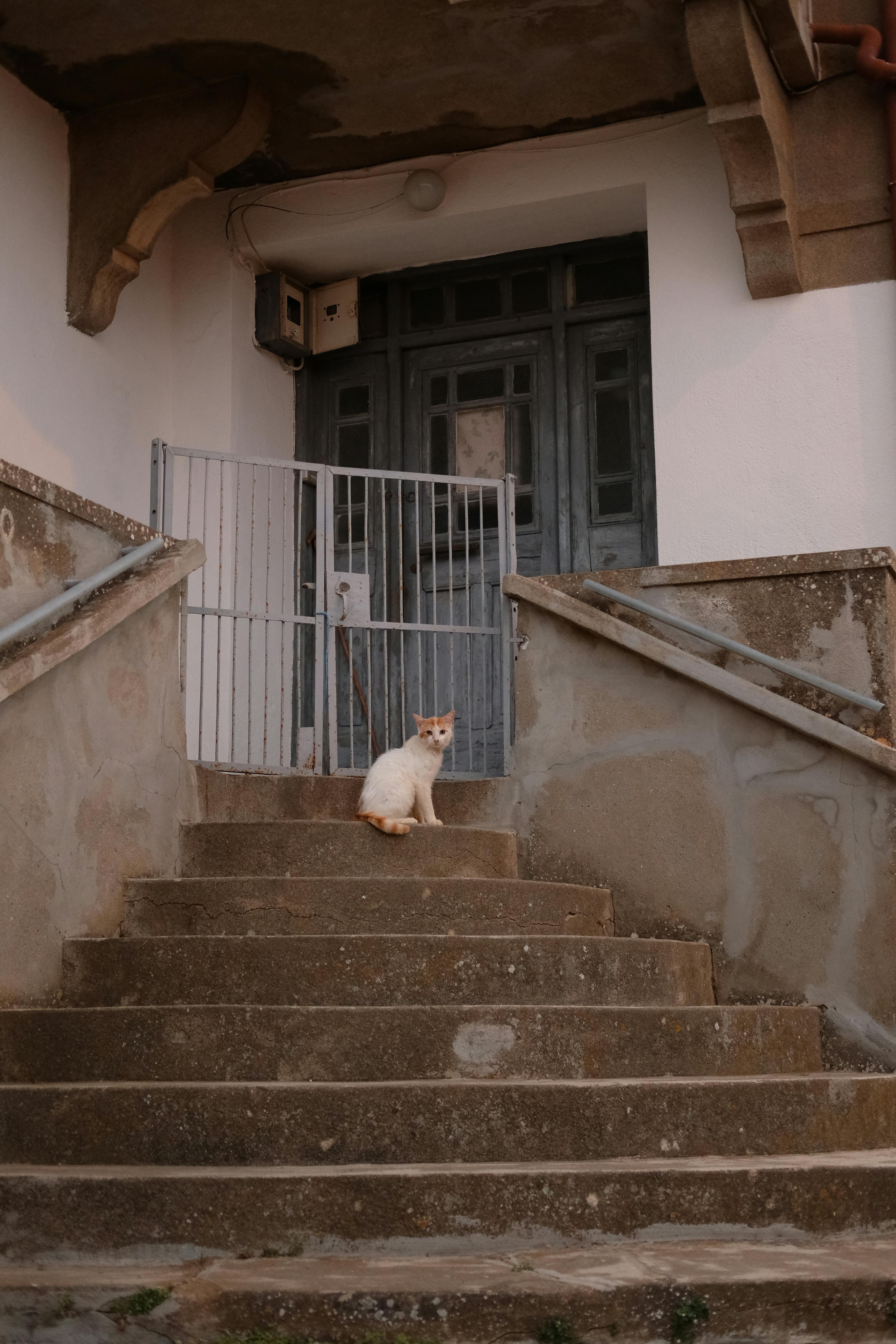 Sigma Cats Photos, Download The BEST Free Sigma Cats Stock Photos & HD ...