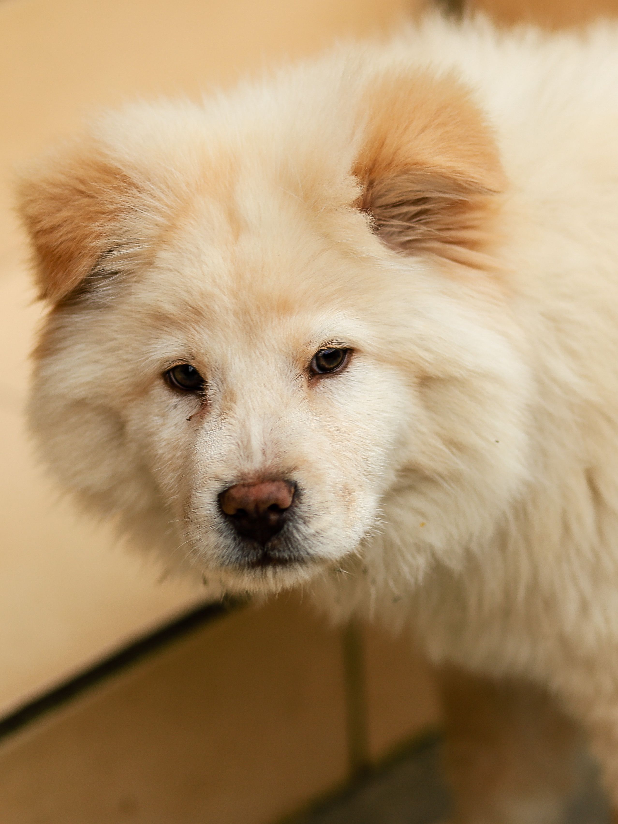Drontal Fur Dpgs Photos, Download The BEST Free Drontal Fur Dpgs Stock ...
