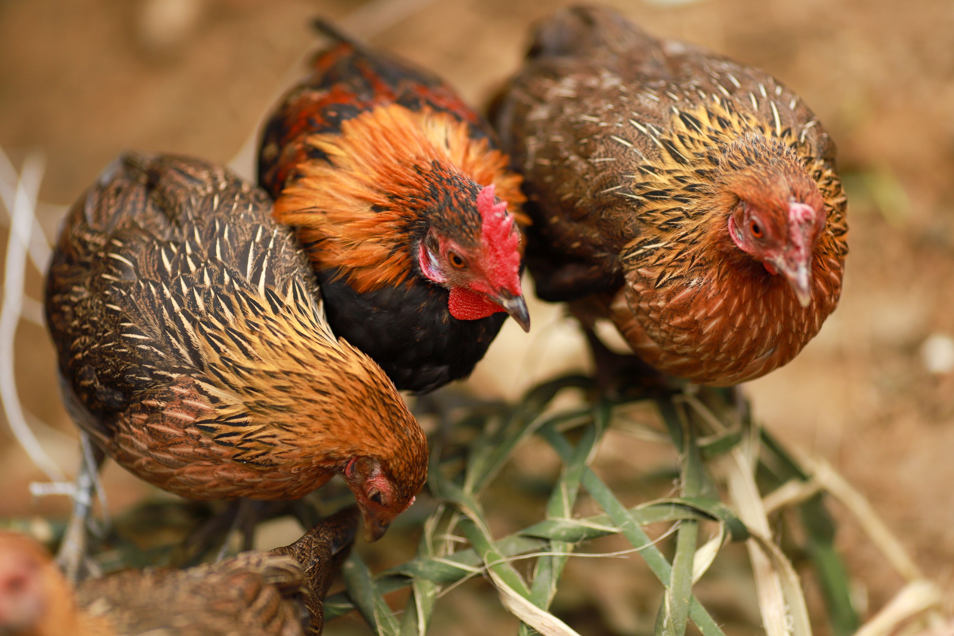 Colorful Chickens Foraging Outdoors in Lào Cai · Free Stock Photo