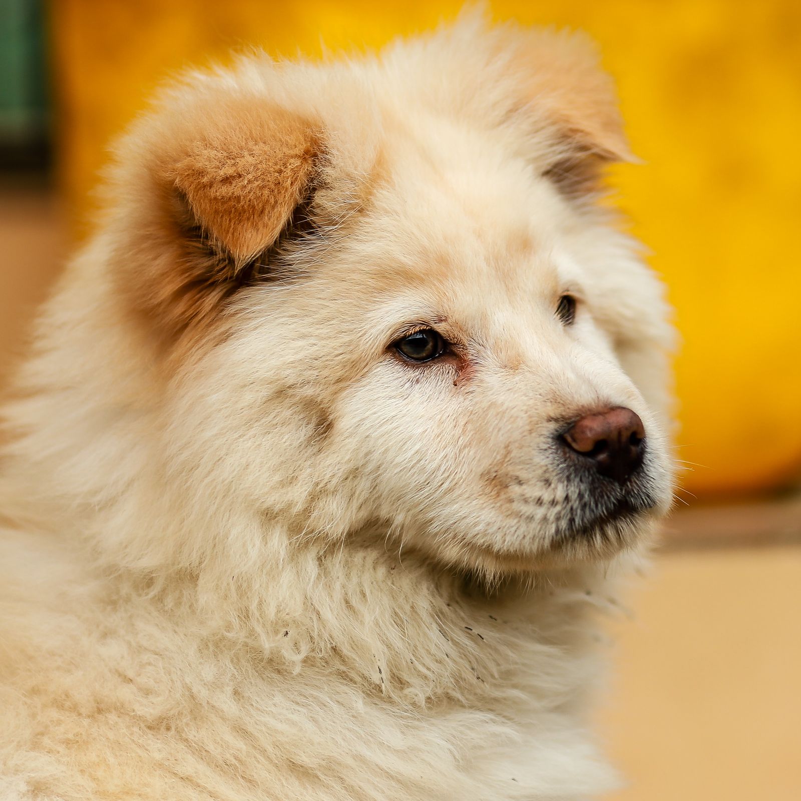 Cute Puppy Dog Photos, Download The BEST Free Cute Puppy Dog Stock ...