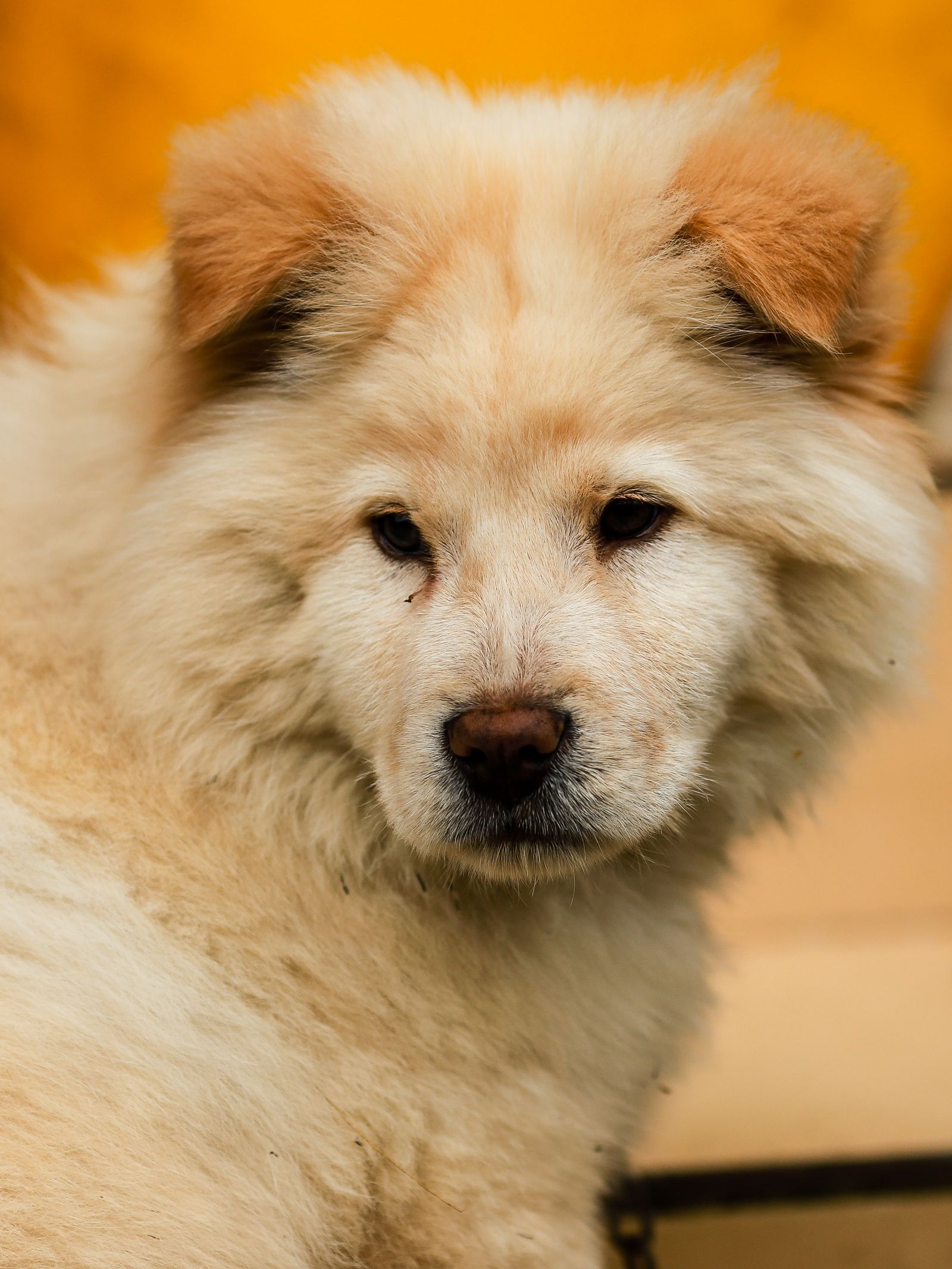 Cute Puppy Dog Photos, Download The BEST Free Cute Puppy Dog Stock ...