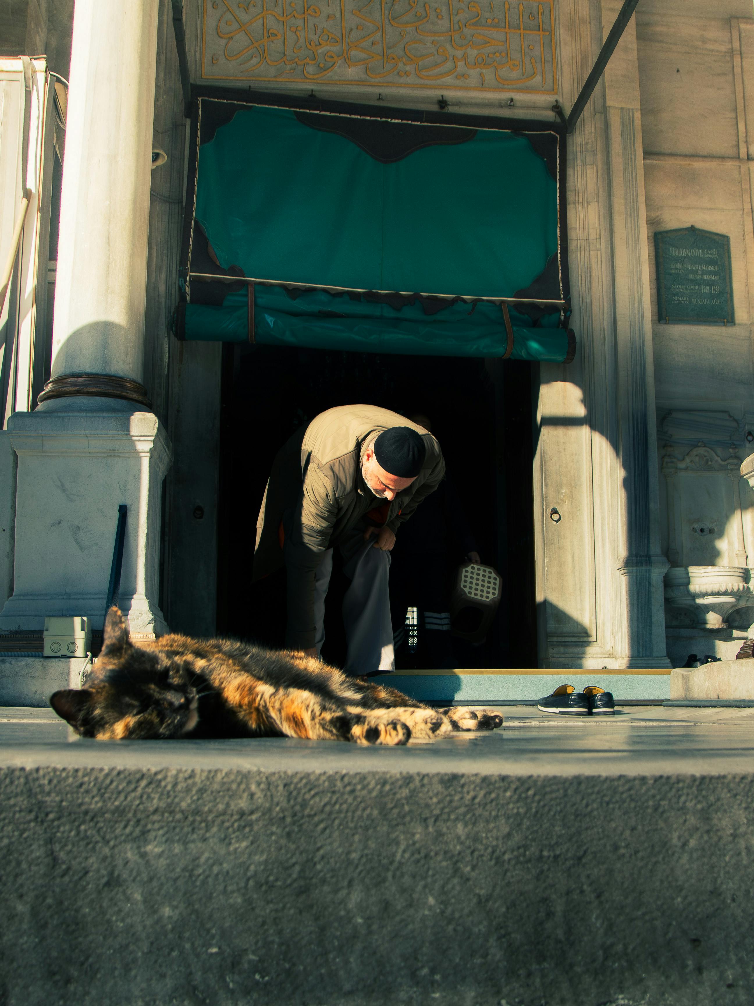 Cat Reaction Photos, Download The BEST Free Cat Reaction Stock Photos ...