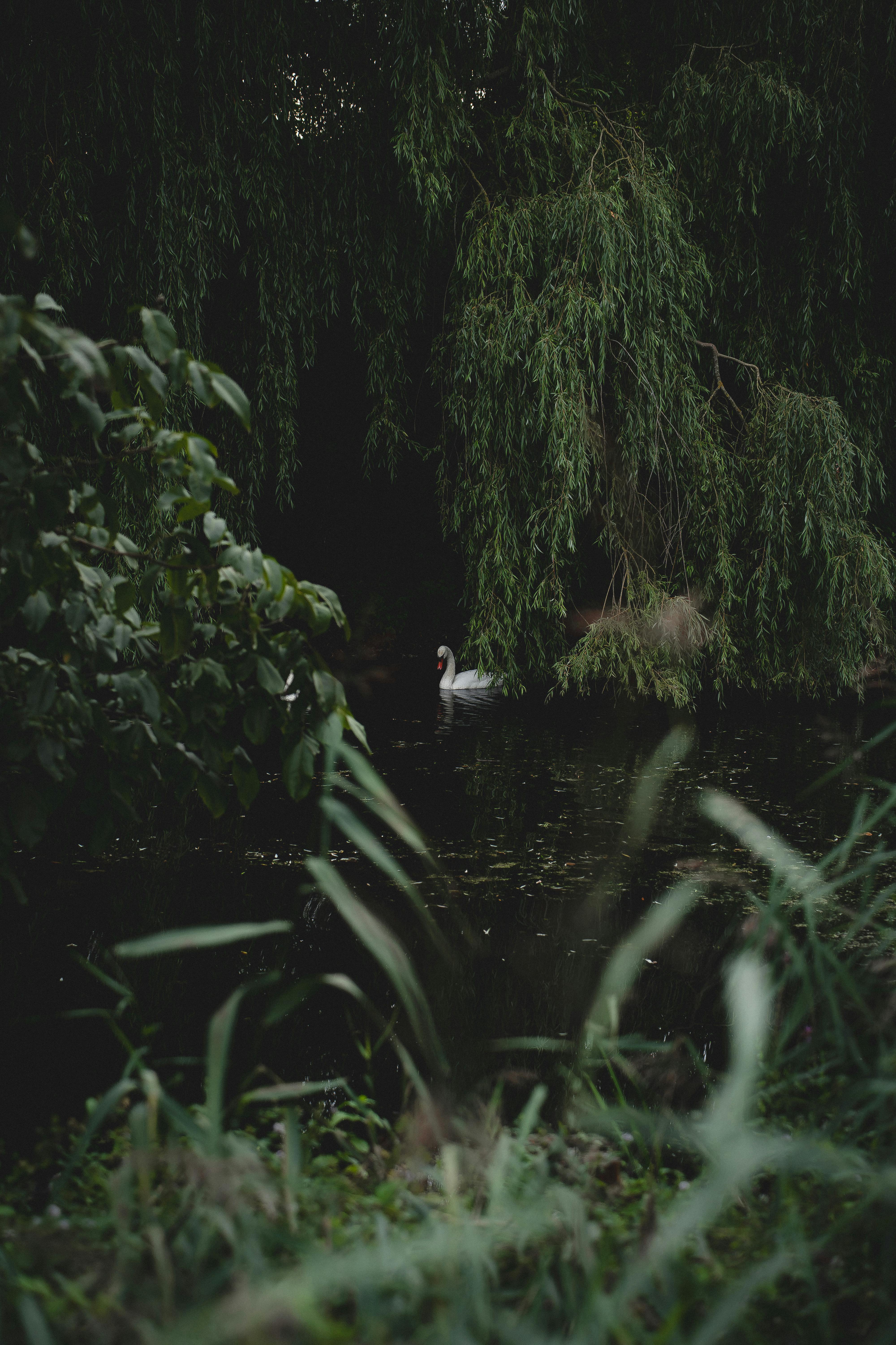 Forest Pond Photos, Download The BEST Free Forest Pond Stock Photos ...