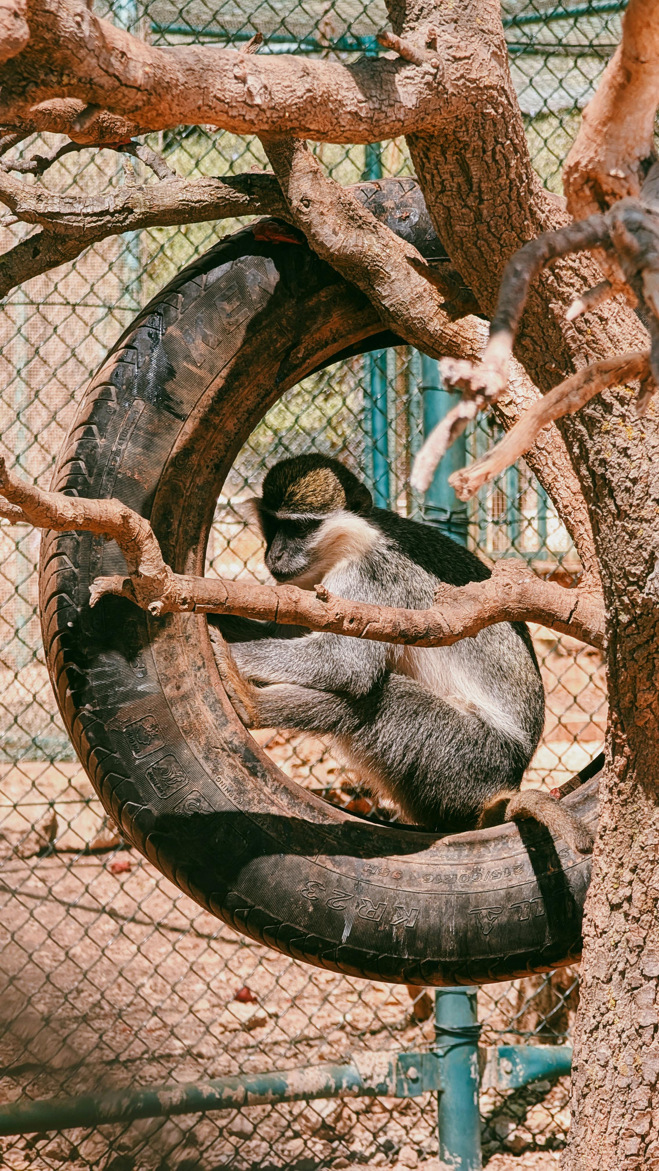 Colobus Monkey Relaxing on Tire Swing in Zoo · Free Stock Photo