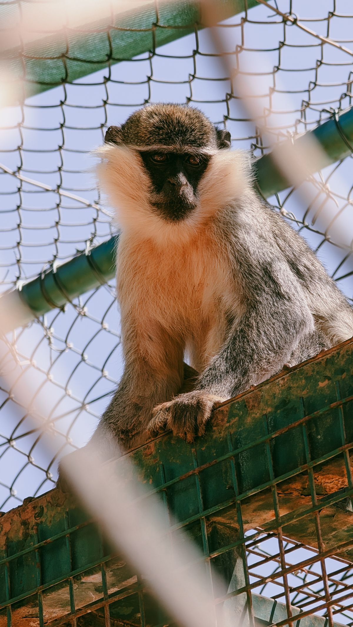 Gangster Monkey Photos, Download The BEST Free Gangster Monkey Stock ...