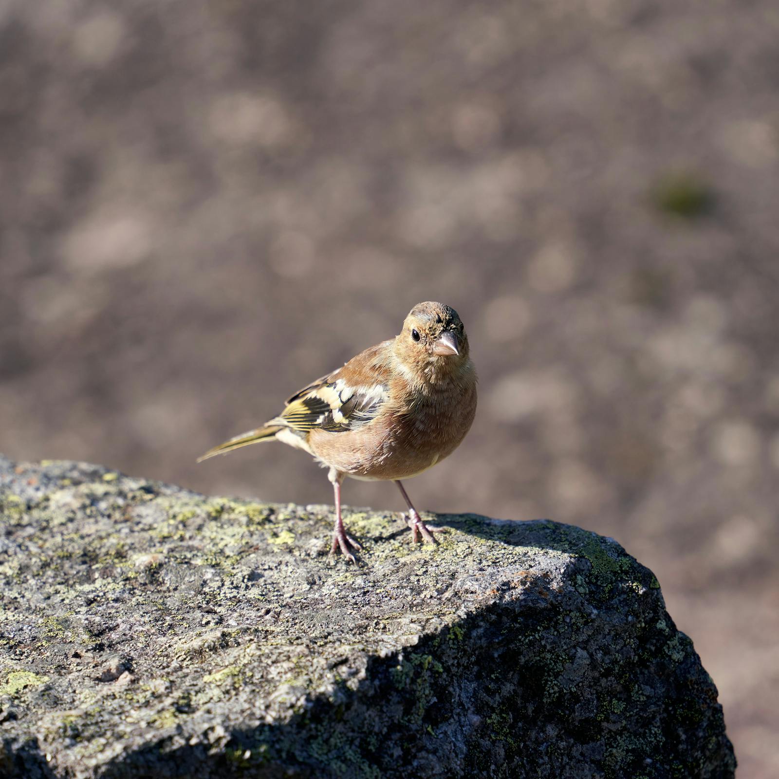 Animal Spca Photos, Download The BEST Free Animal Spca Stock Photos ...