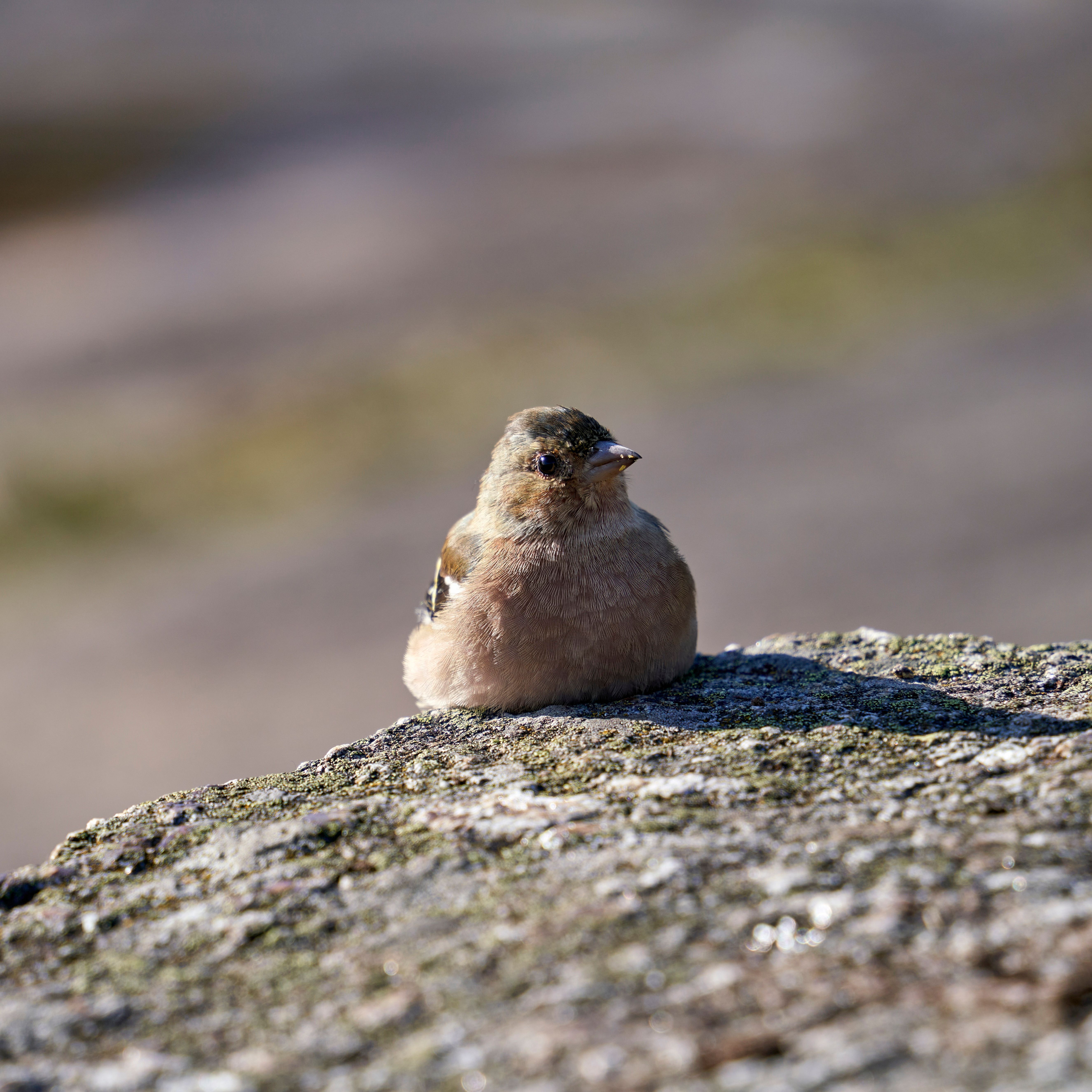 Close-Up of a Female Eurasian Chaffinch in Norway · Free Stock Photo
