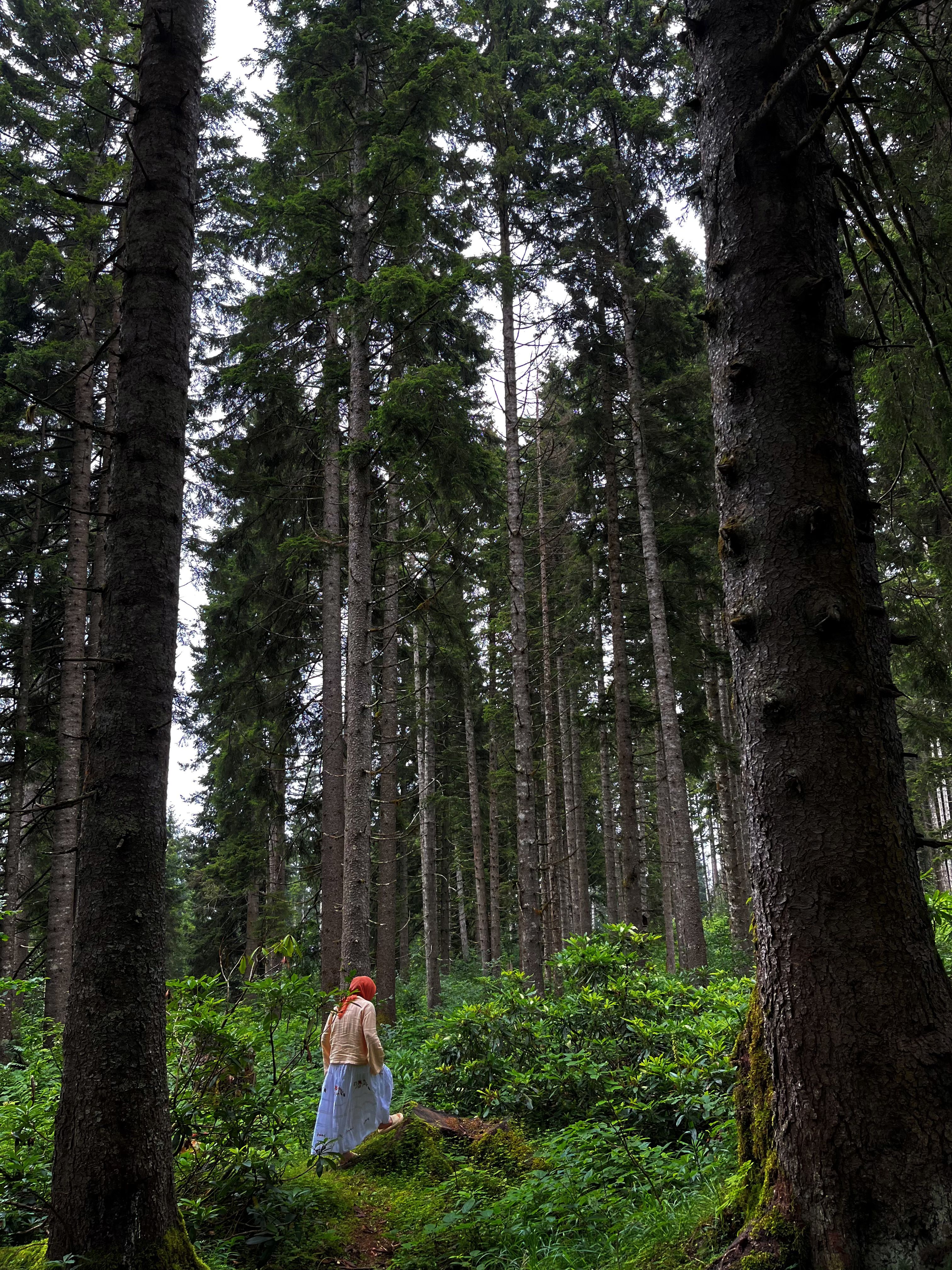 Majestic Forest Walk in Yavuzkemal, Türkiye · Free Stock Photo
