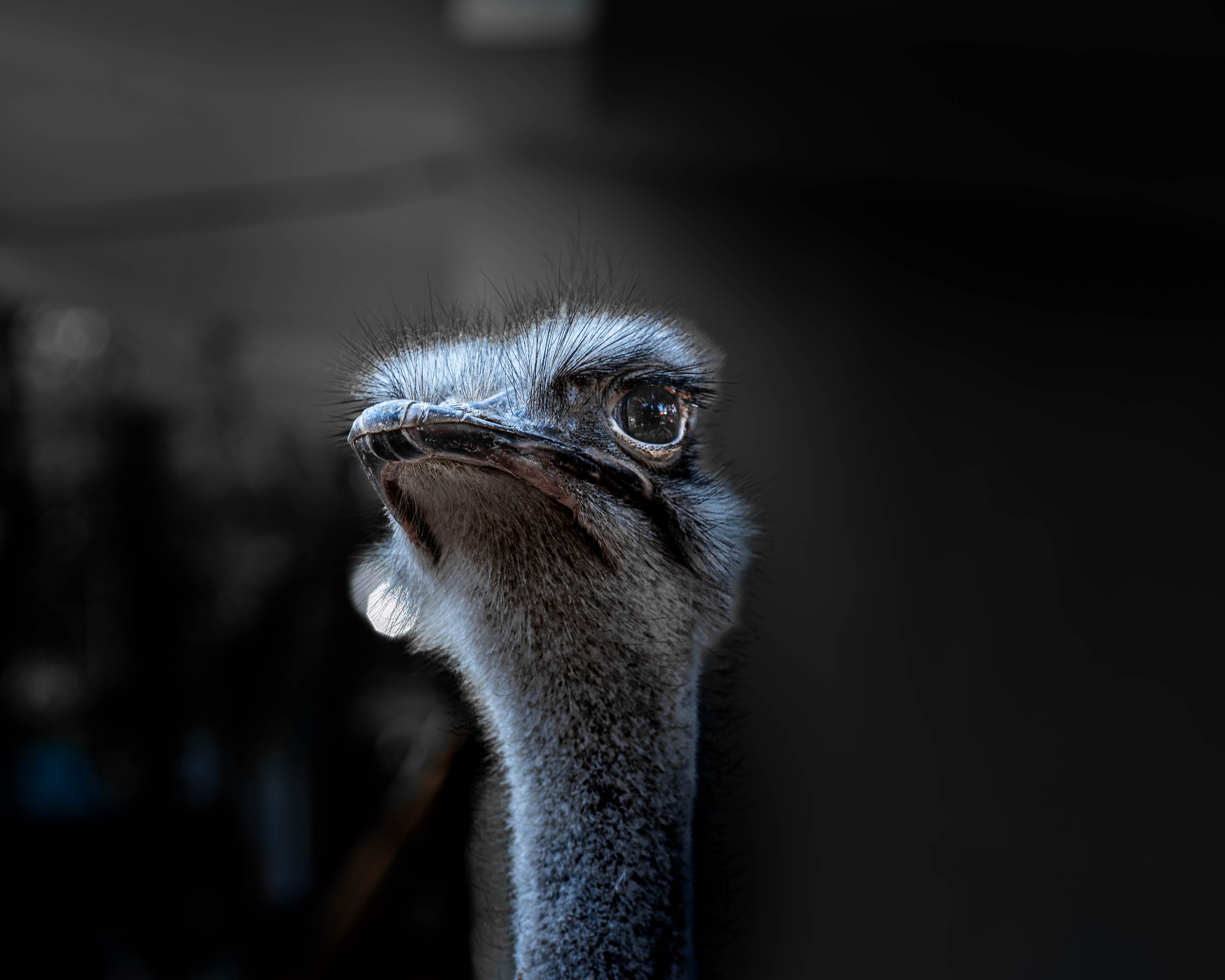 Close-Up Portrait of an Ostrich in Shadows · Free Stock Photo