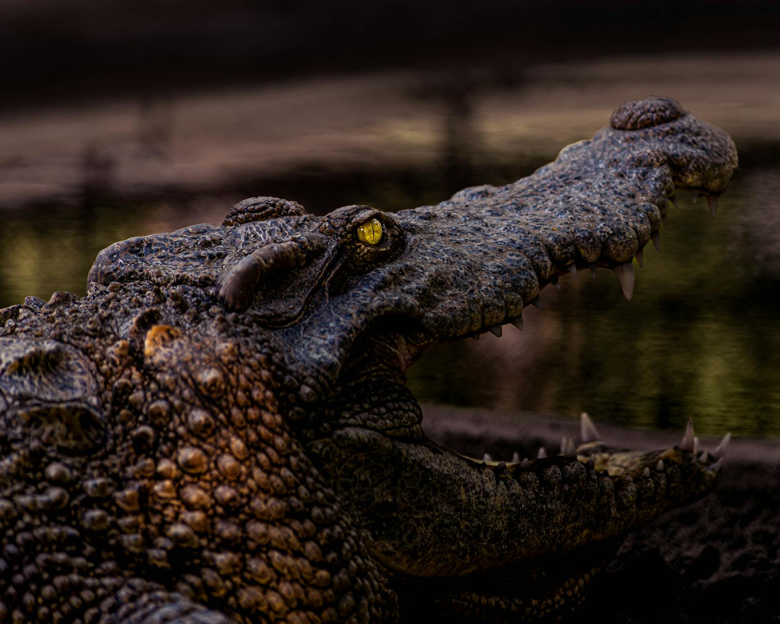 Bombardino Crocodile Photos, Download The BEST Free Bombardino ...