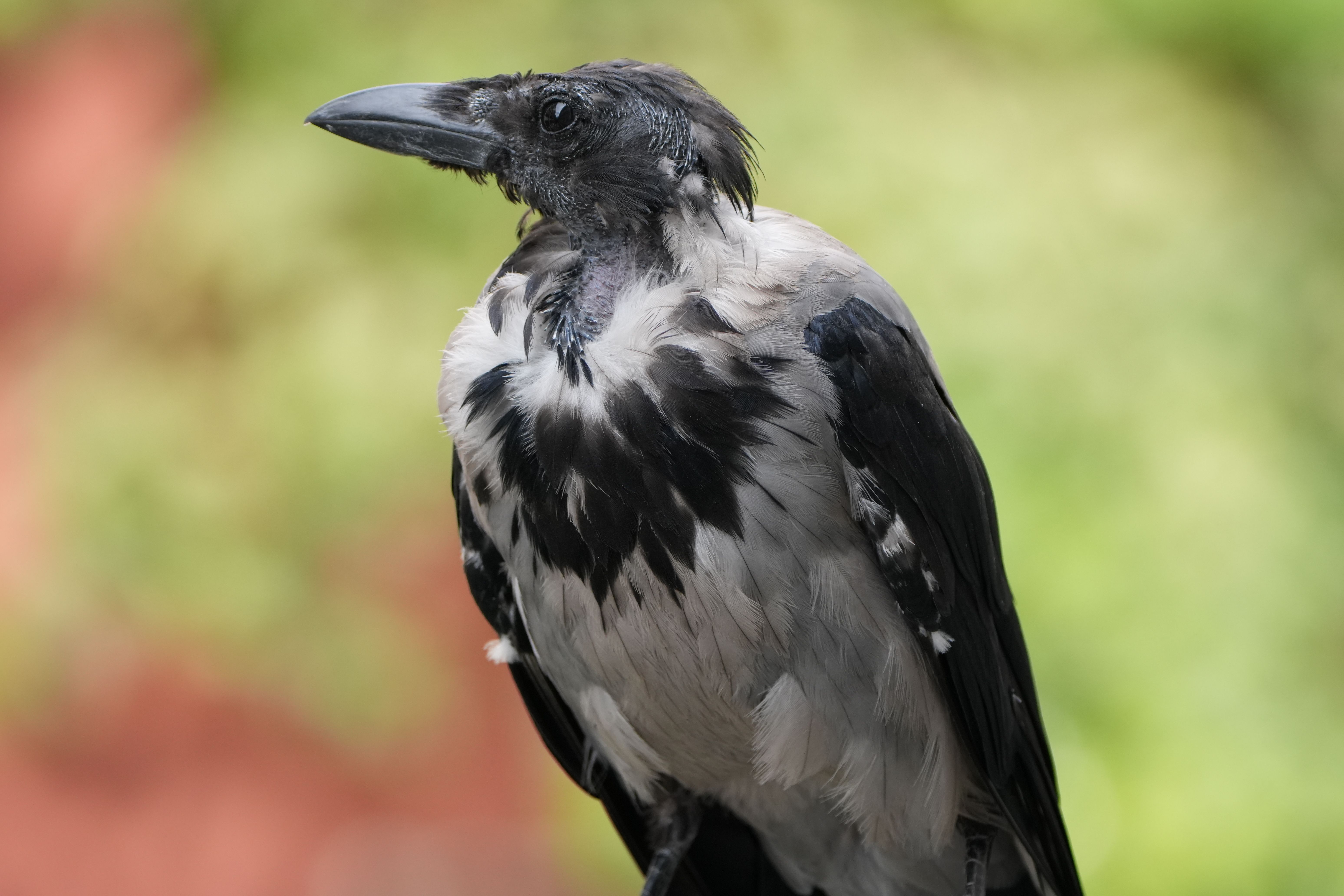 Portrait of a Hooded Crow in İstanbul · Free Stock Photo