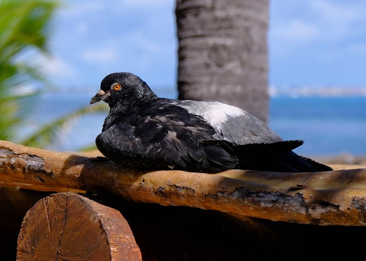 Animal Spca Photos, Download The BEST Free Animal Spca Stock Photos ...