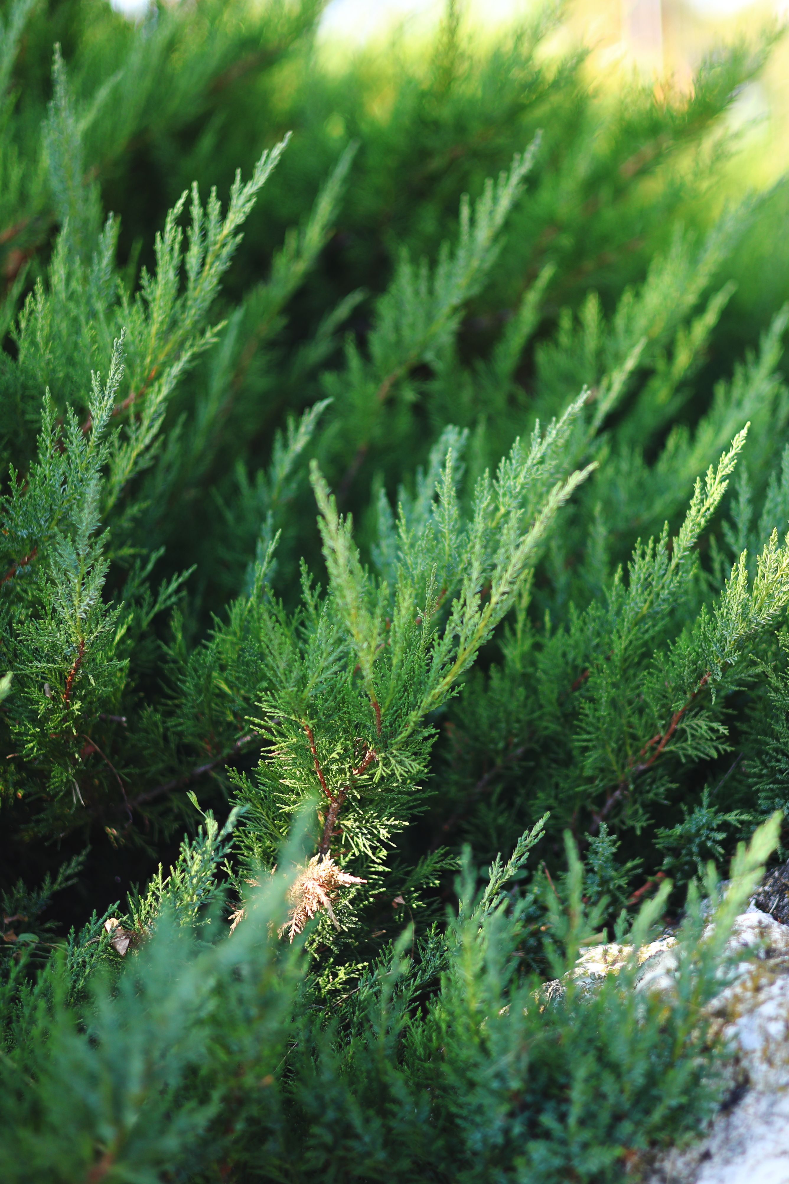 Vibrant Green Juniper Bush in Sunlight · Free Stock Photo