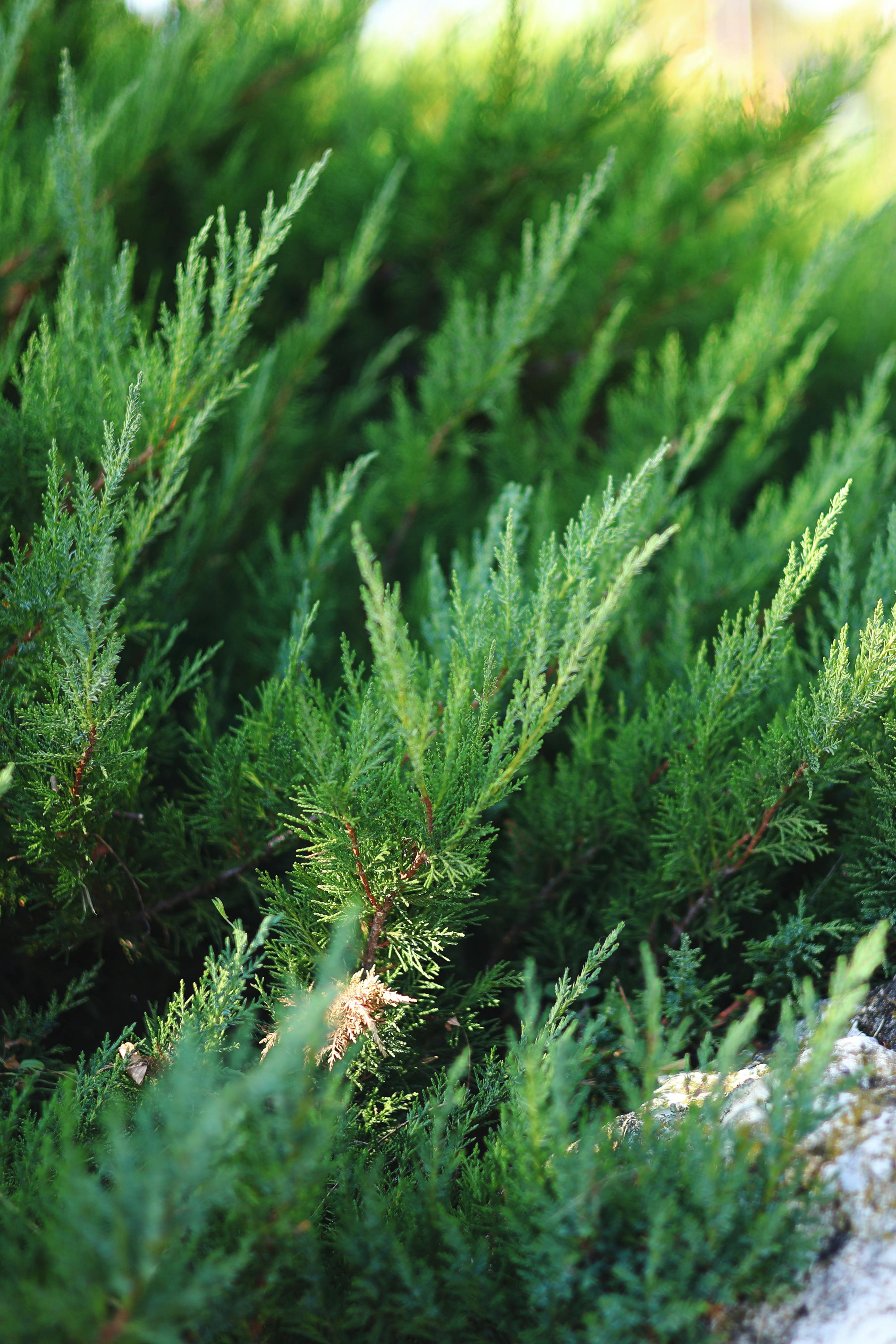 Bush Texture Photos, Download The BEST Free Bush Texture Stock Photos ...