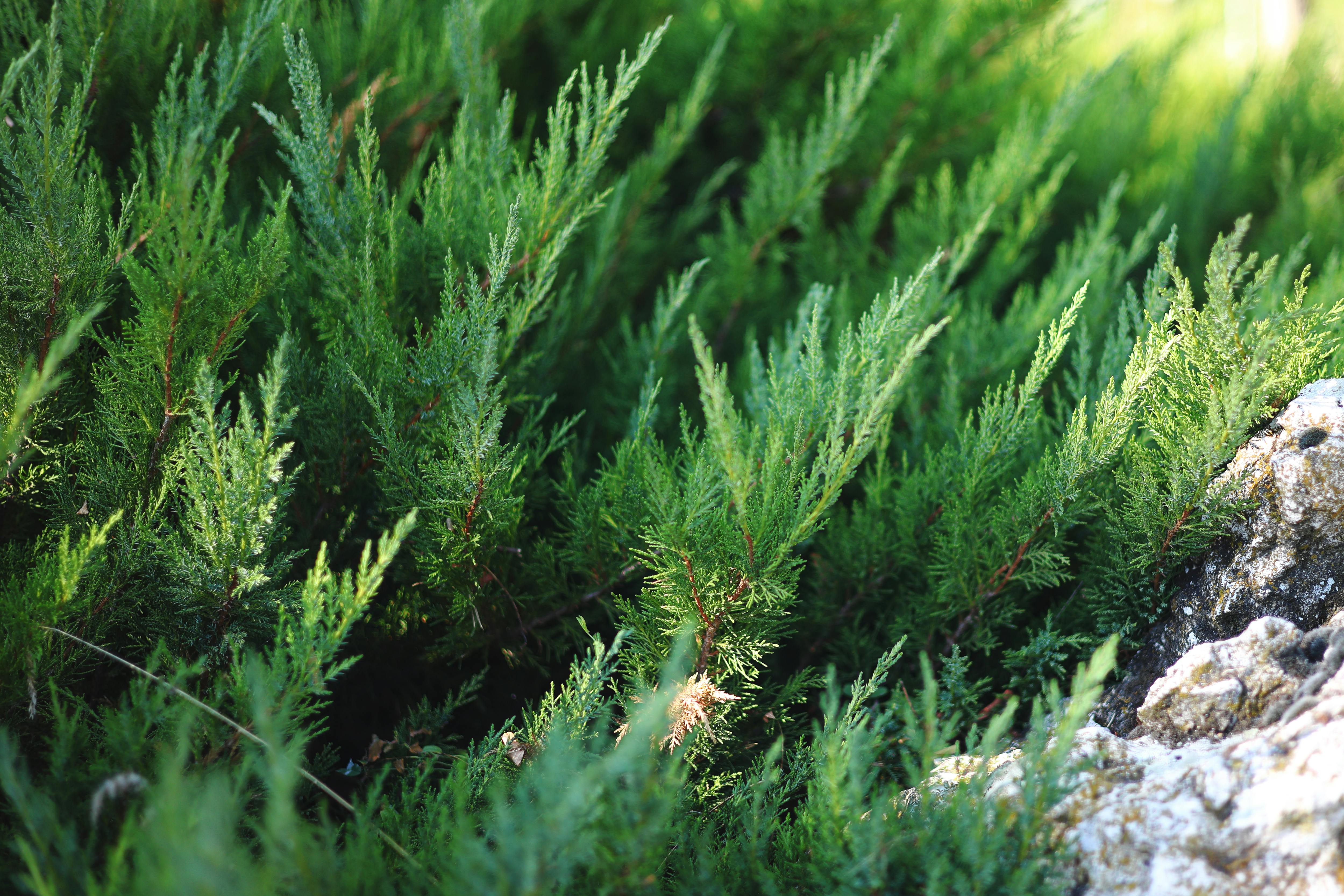 Bush Texture Photos, Download The BEST Free Bush Texture Stock Photos ...