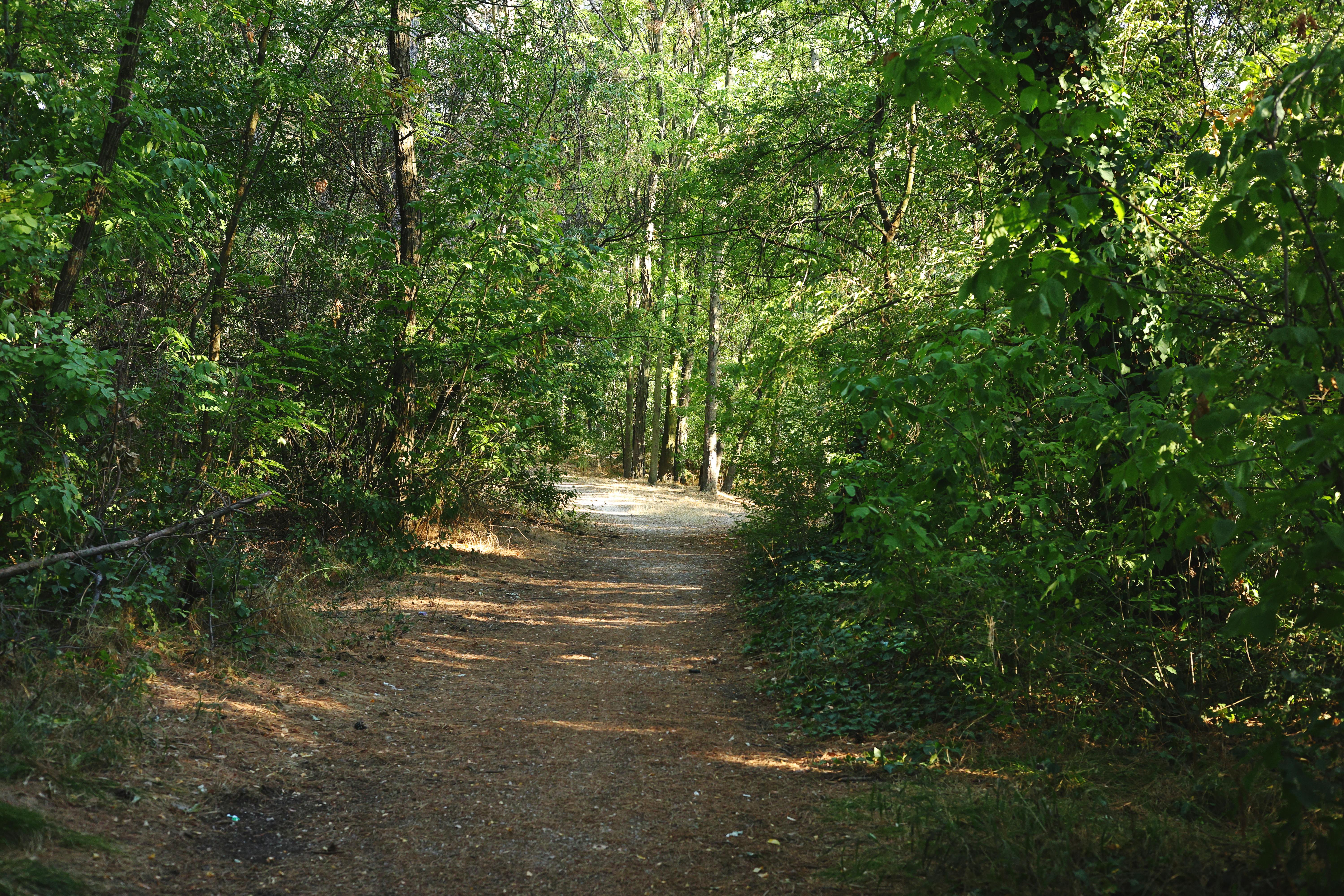 Wandering Photos, Download The BEST Free Wandering Stock Photos & HD Images