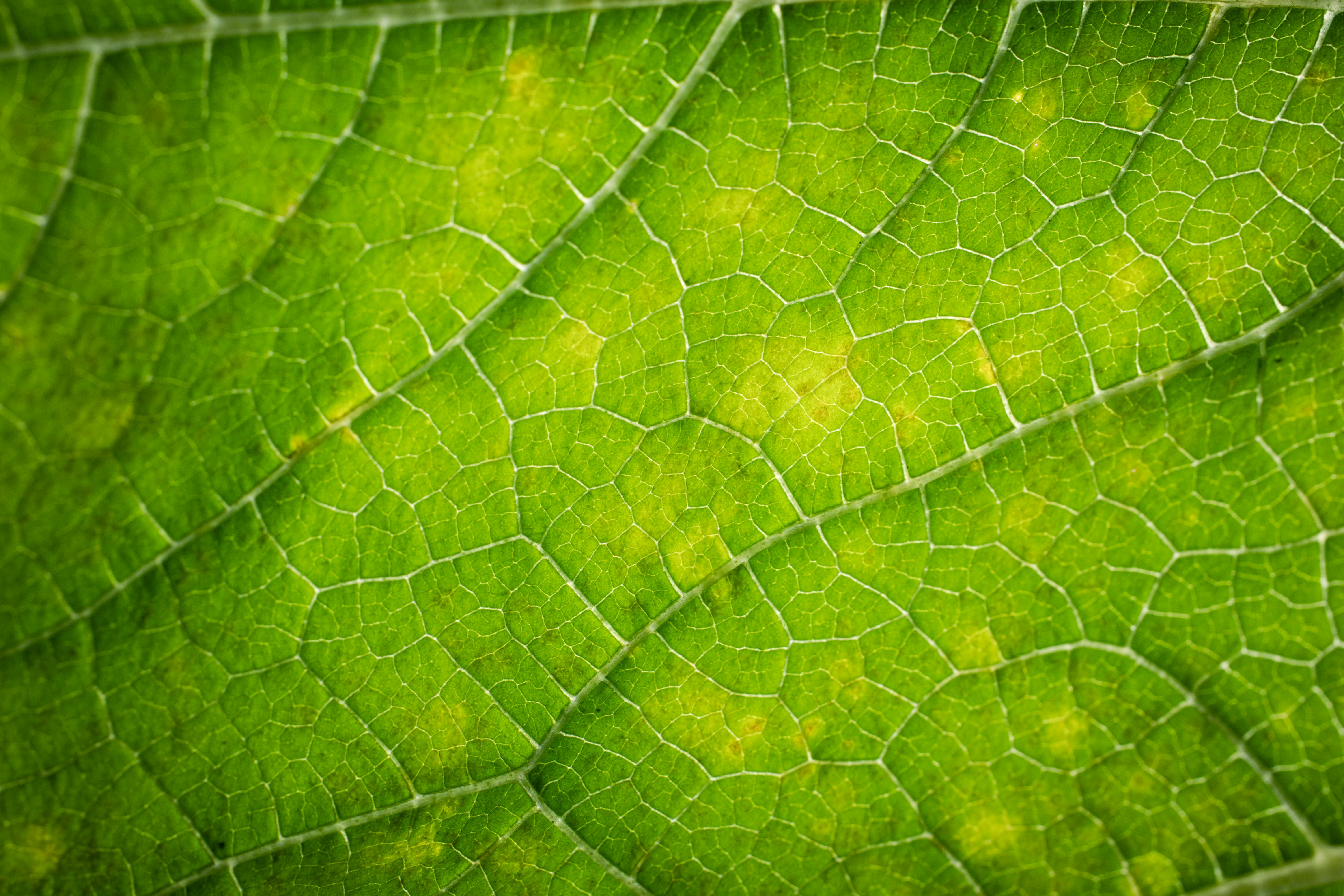 Pamphlet Background Photos, Download The BEST Free Pamphlet Background ...