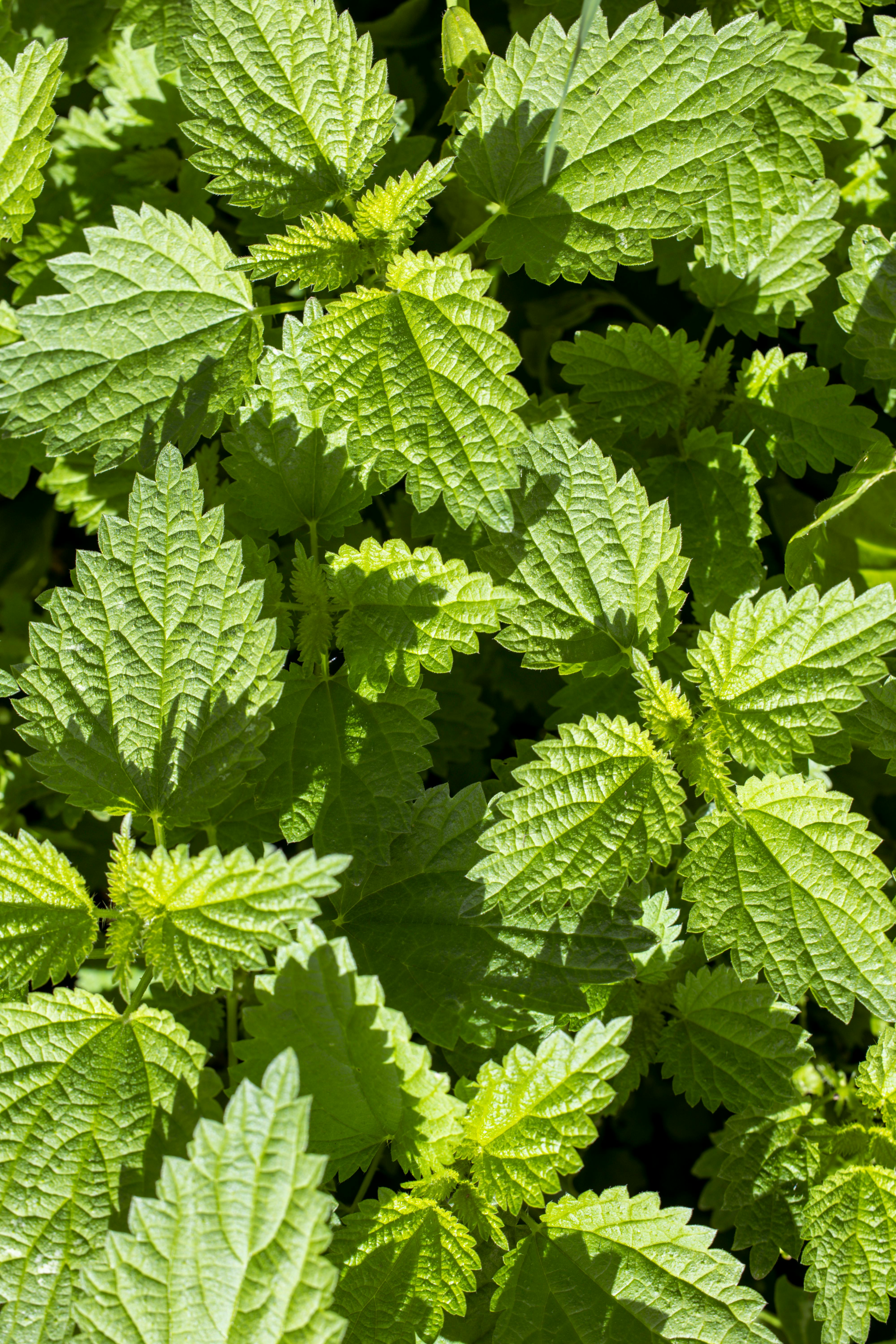 Bush Texture Photos, Download The BEST Free Bush Texture Stock Photos ...