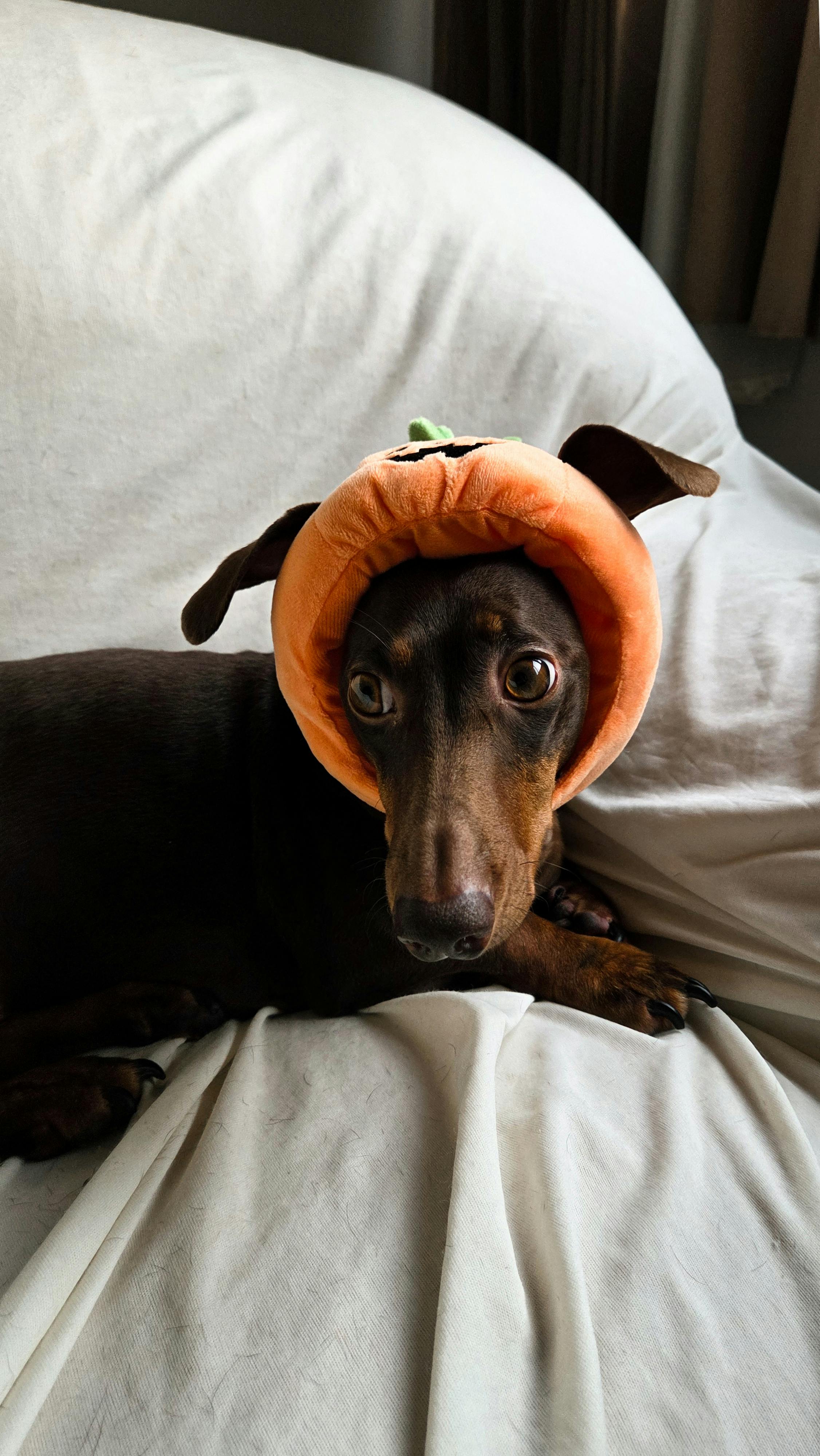 Animal Spca Photos, Download The BEST Free Animal Spca Stock Photos ...