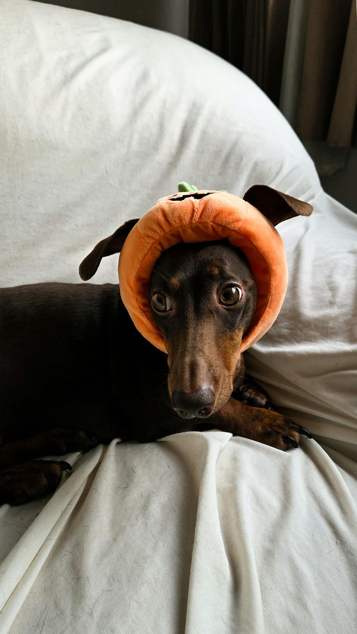 Funny Fall Photos, Download The BEST Free Funny Fall Stock Photos & HD ...