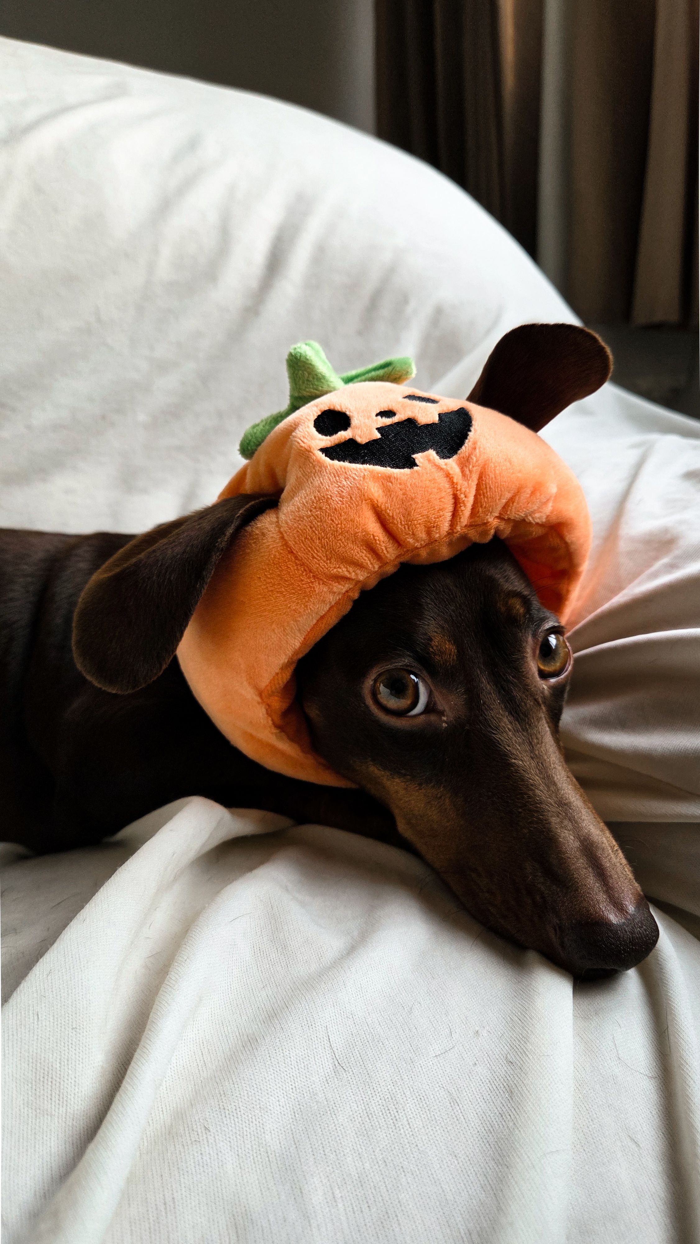 Sausage Dog Photos, Download The BEST Free Sausage Dog Stock Photos ...