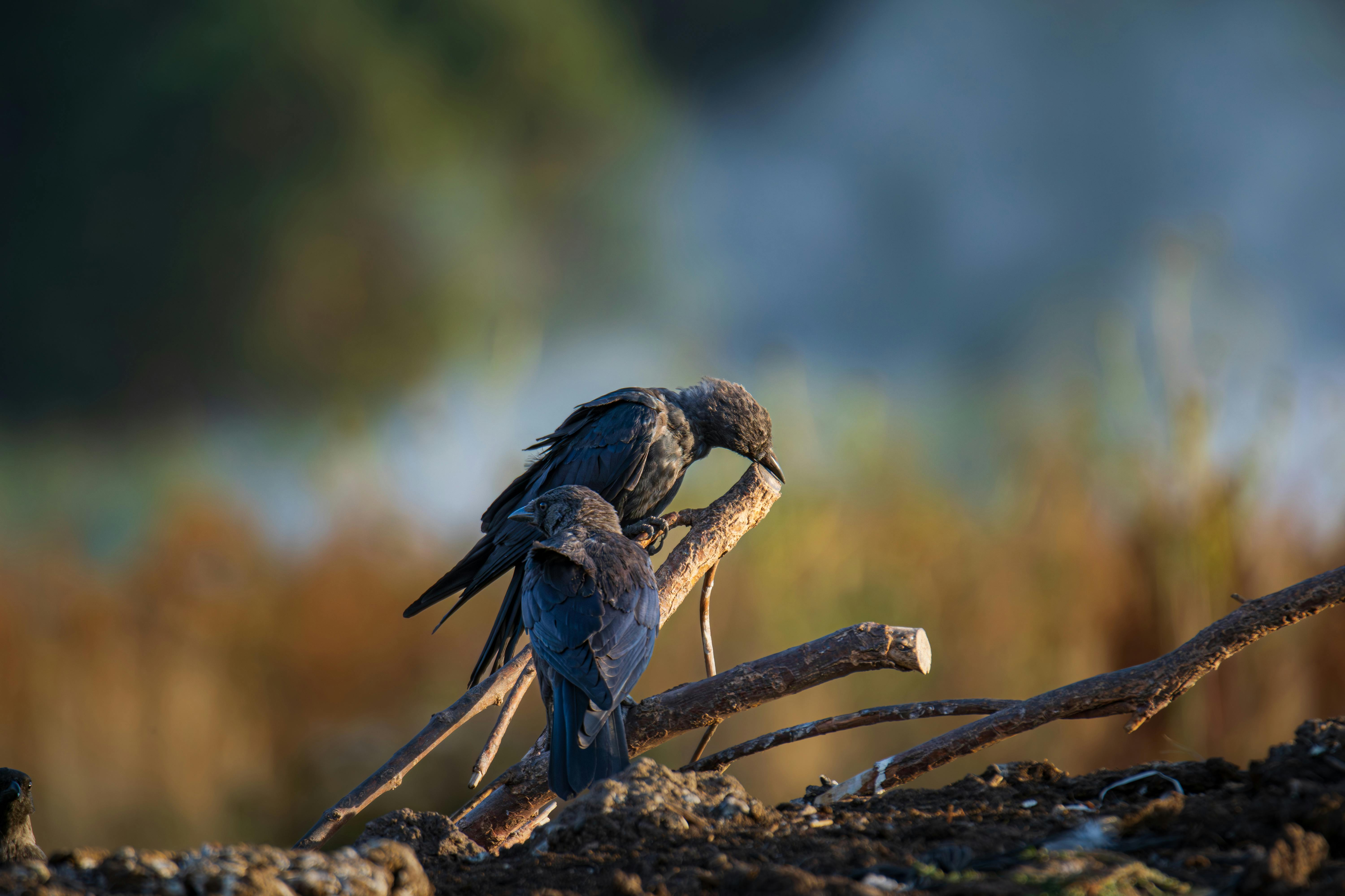 Angry Birds Photos, Download The BEST Free Angry Birds Stock Photos ...